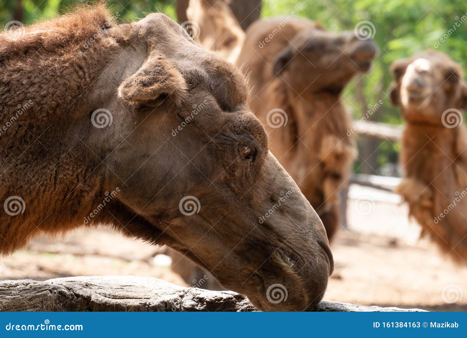 Bactrian camel stock image. Image of life, hump, brown - 161384163