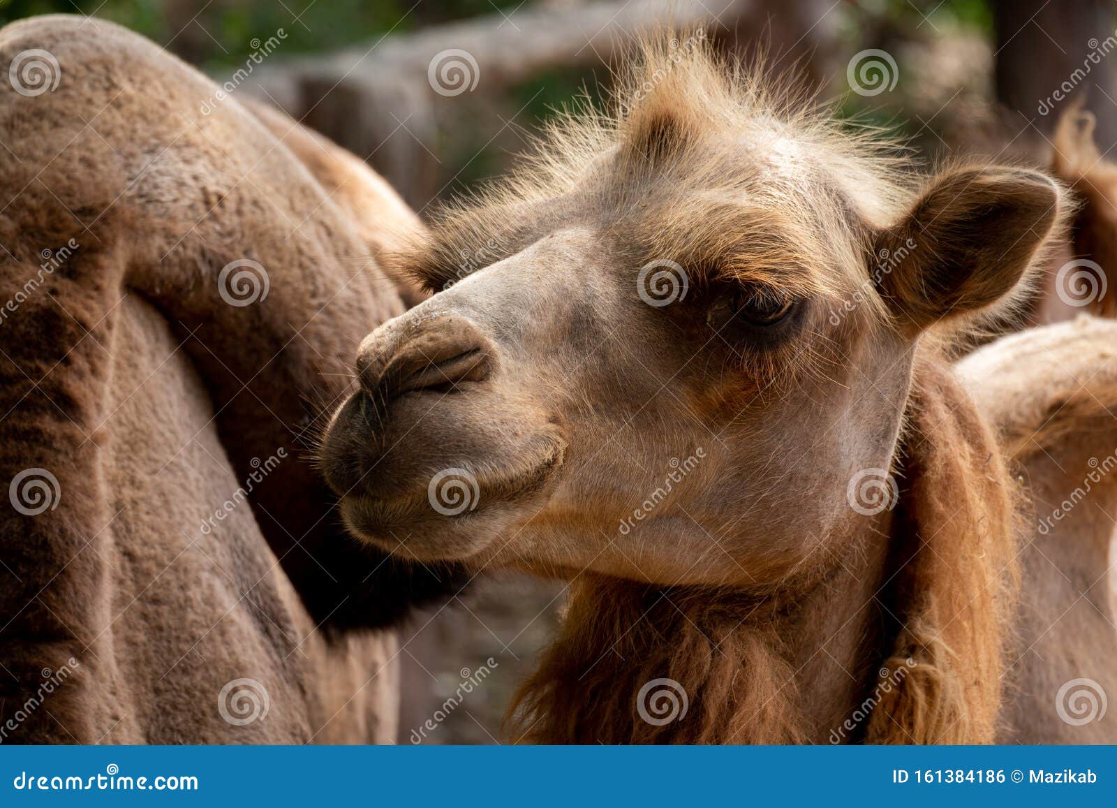 Bactrian camel stock photo. Image of life, ladakh, landscape - 161384186