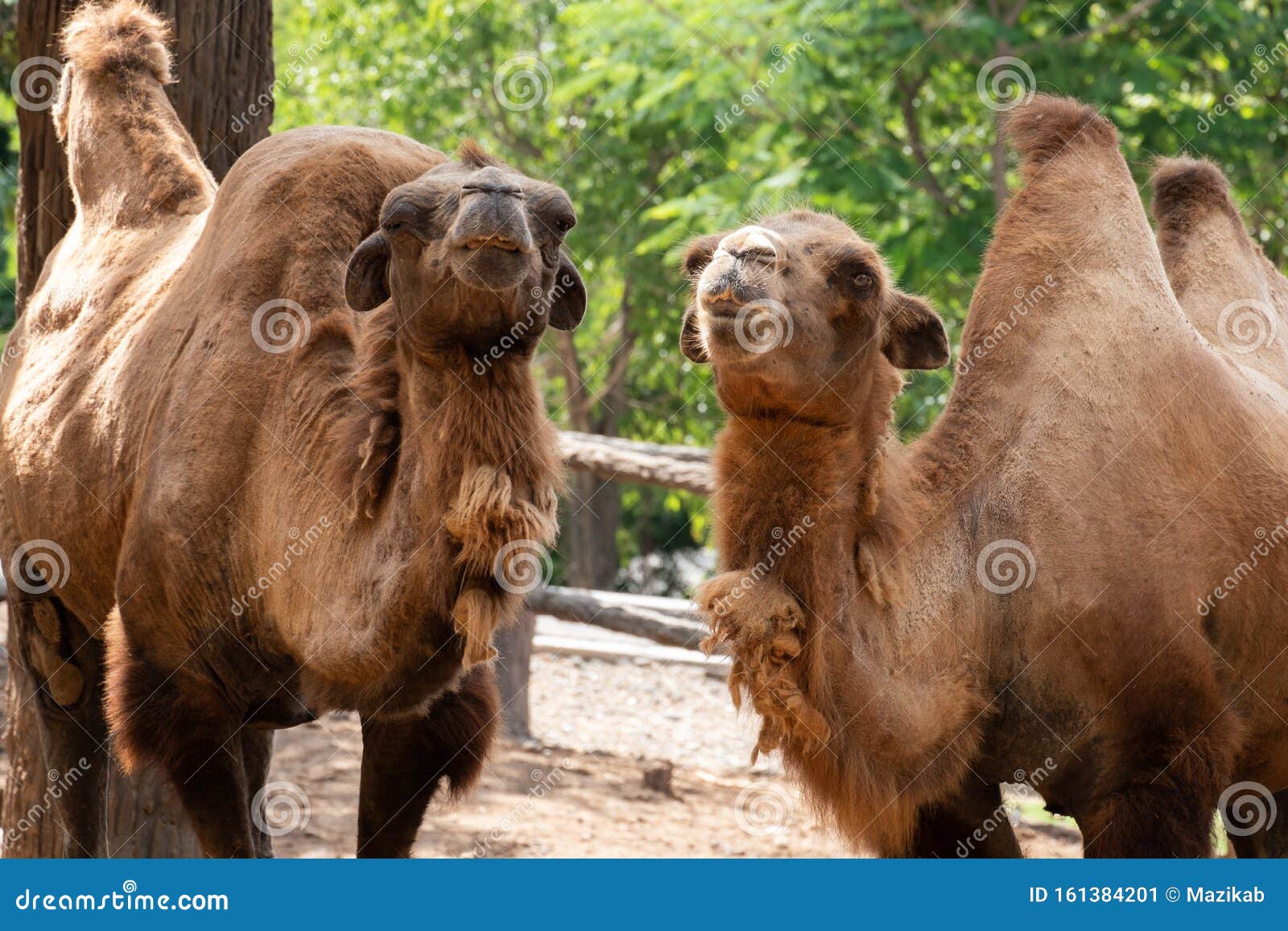 Bactrian camel stock image. Image of himalayas, group - 161384201
