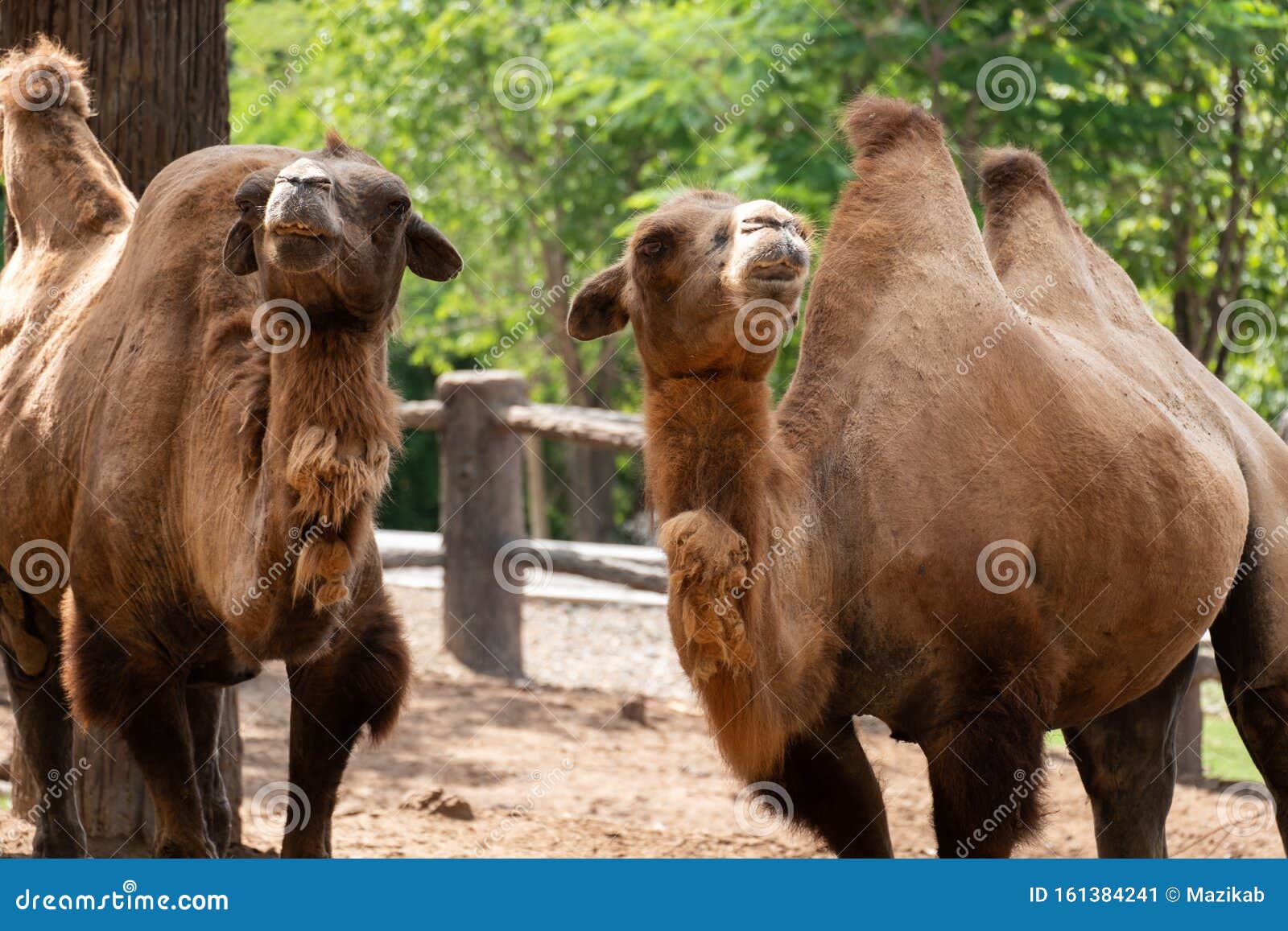 Bactrian camel stock image. Image of famous, asia, mongolian - 161384241
