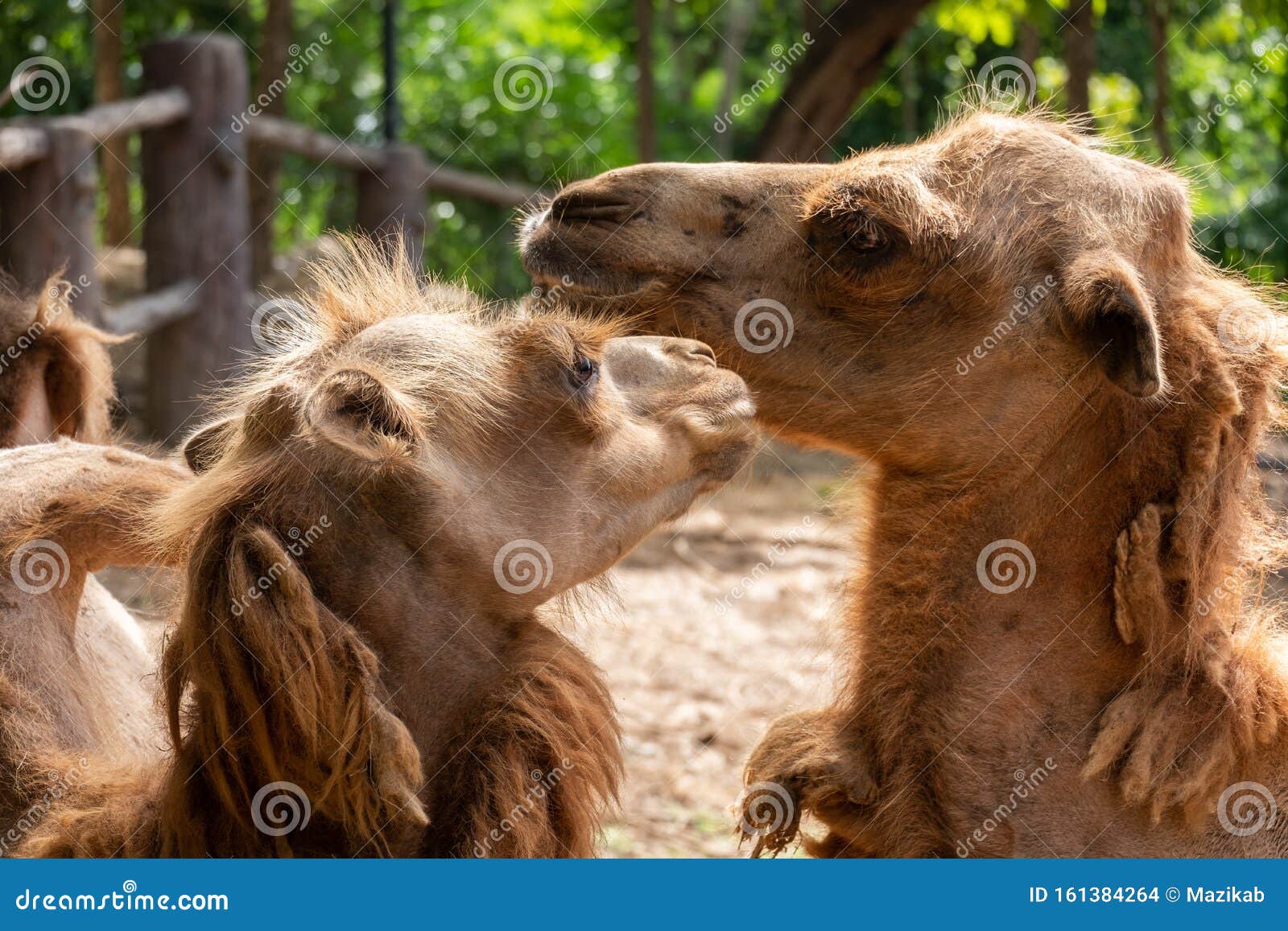Bactrian camel stock photo. Image of asia, mongolian - 161384264