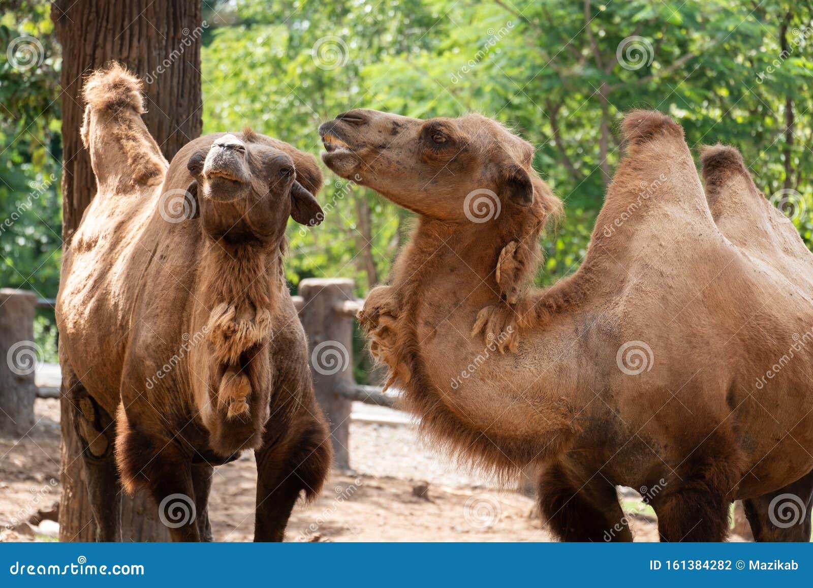 Bactrian camel stock photo. Image of ladakh, brown, face - 161384282