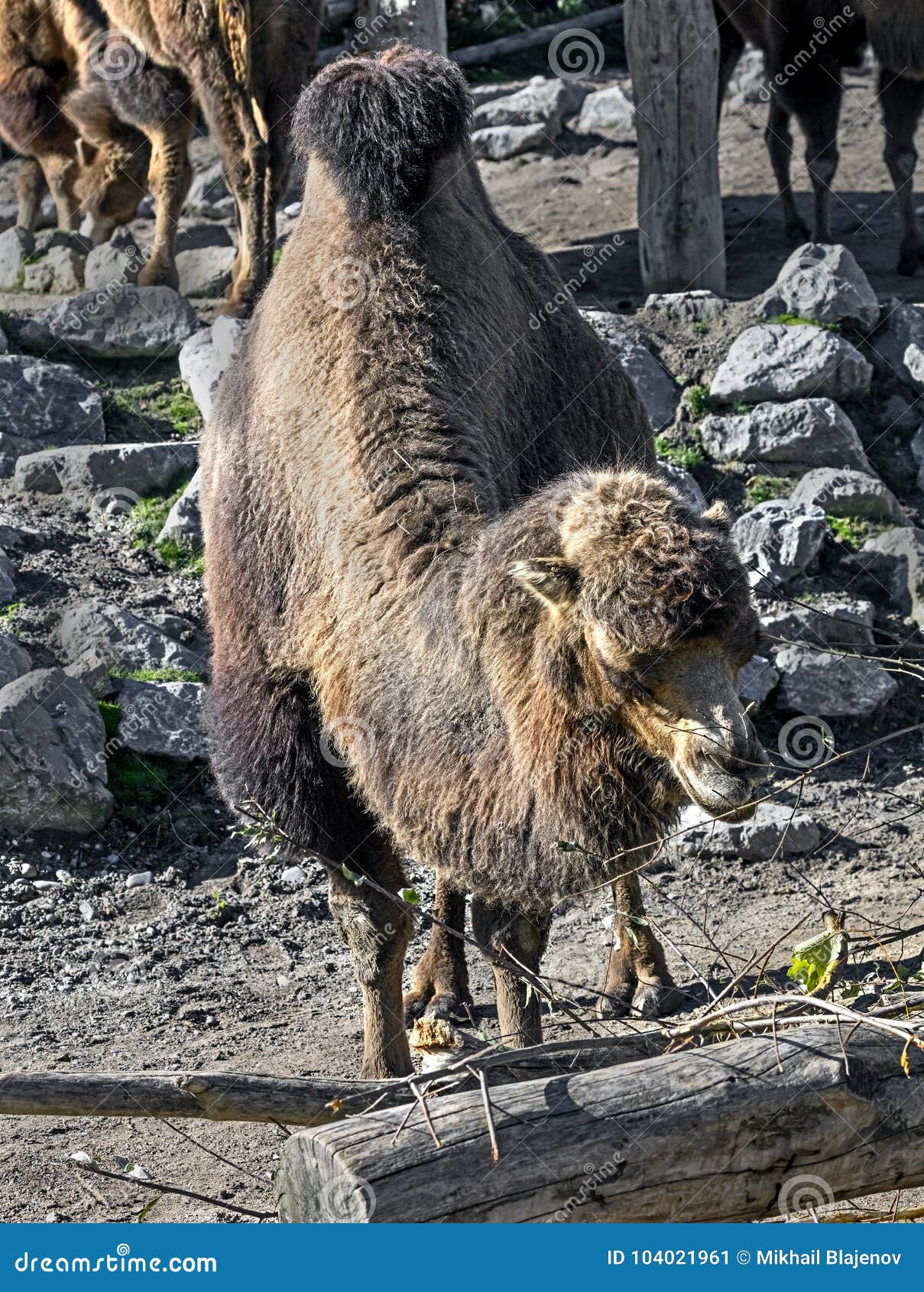 Bactrian camel 15 stock image. Image of smile, bactrian - 104021961