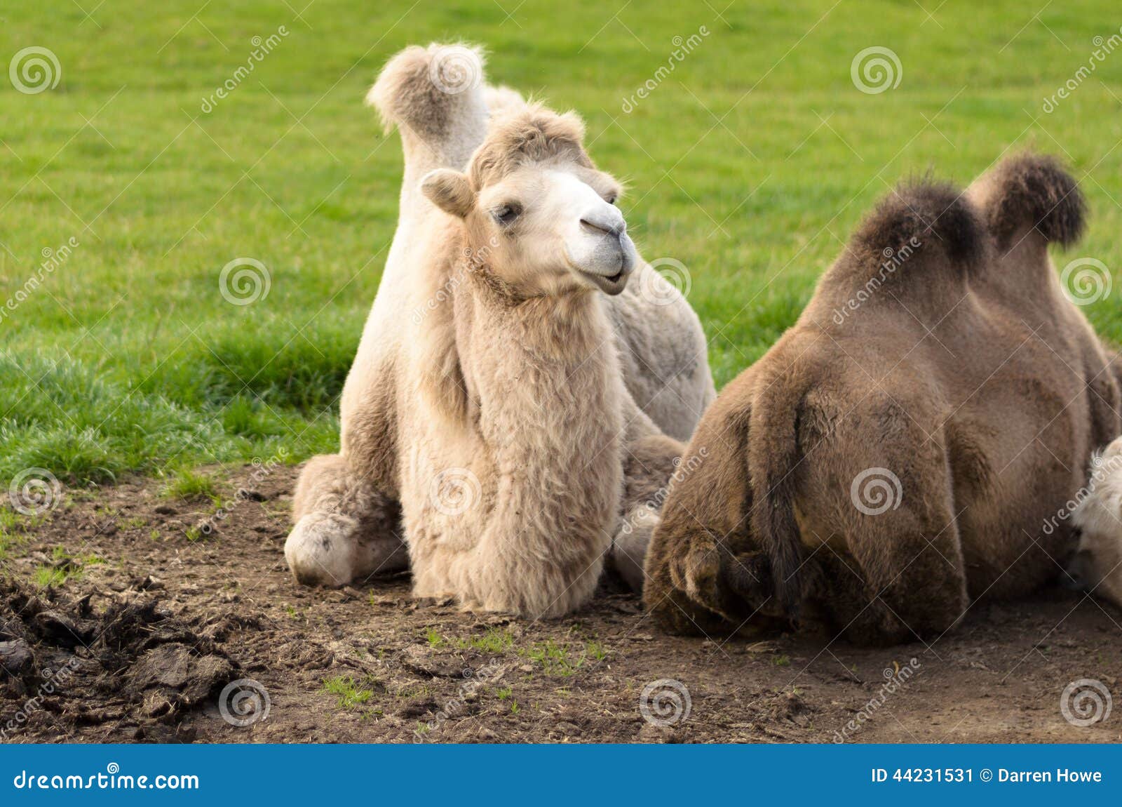 Bactrian Camel at Longleat England Stock Image - Image of africa ...