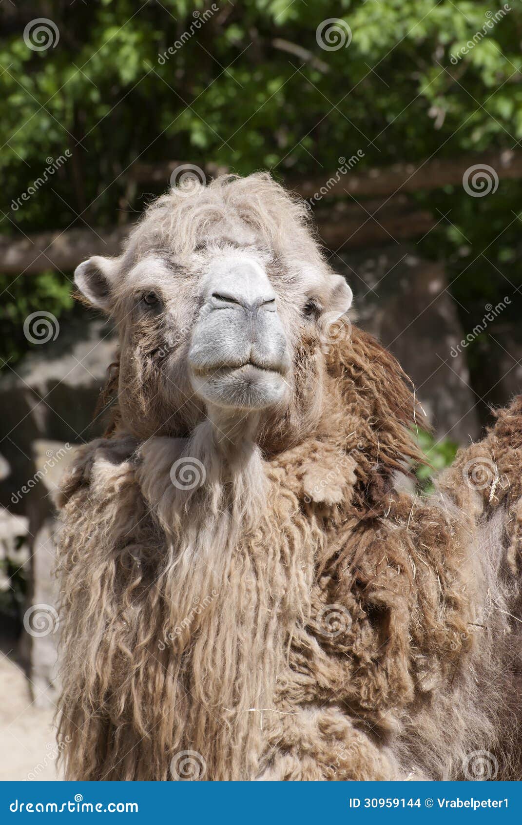 Bactrian Camel Looking into the Camera Stock Photo - Image of feed ...