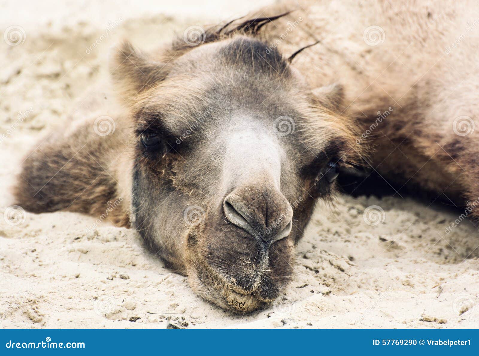 Bactrian Camel Lying and Relaxing in the Sand by Summer Stock Photo ...