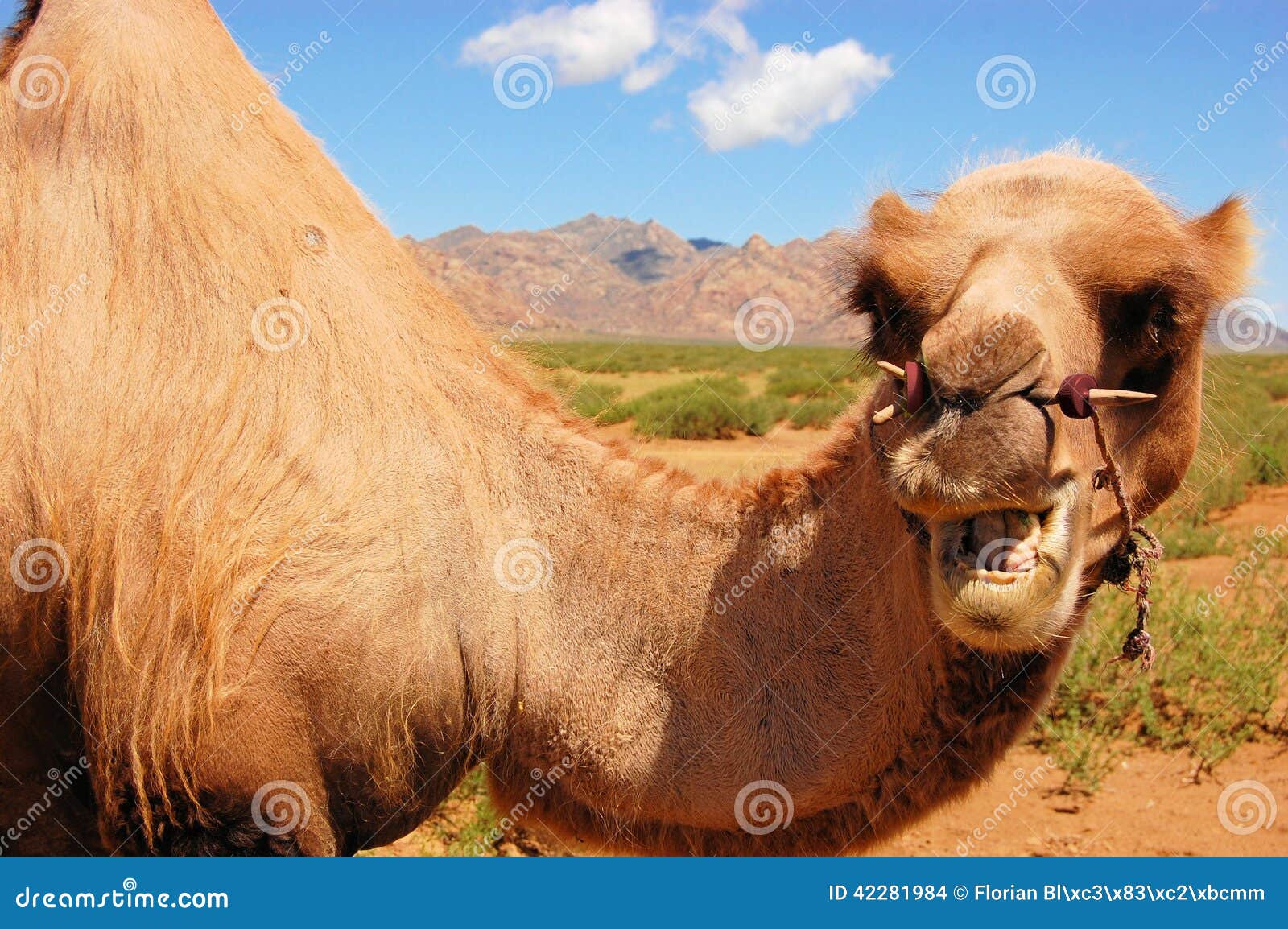 Bactrian Camel in Mongolian Gobi Desert Stock Photo - Image of asia ...