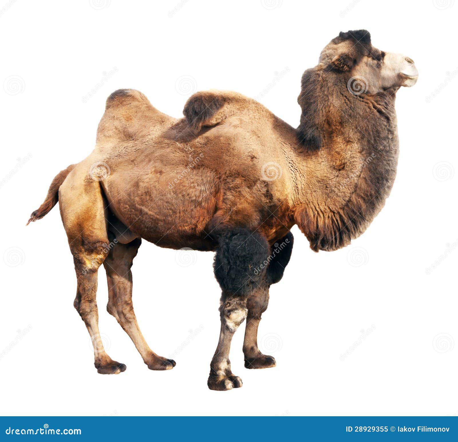 Bactrian Camel Over White Background Stock Image - Image of nature ...
