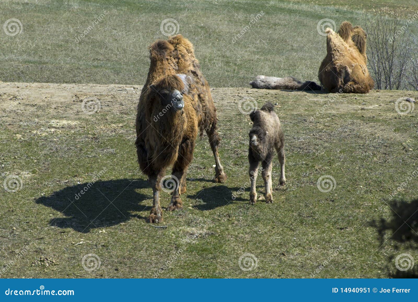Bactrian Camel Pair and Offspring Stock Image - Image of animals ...