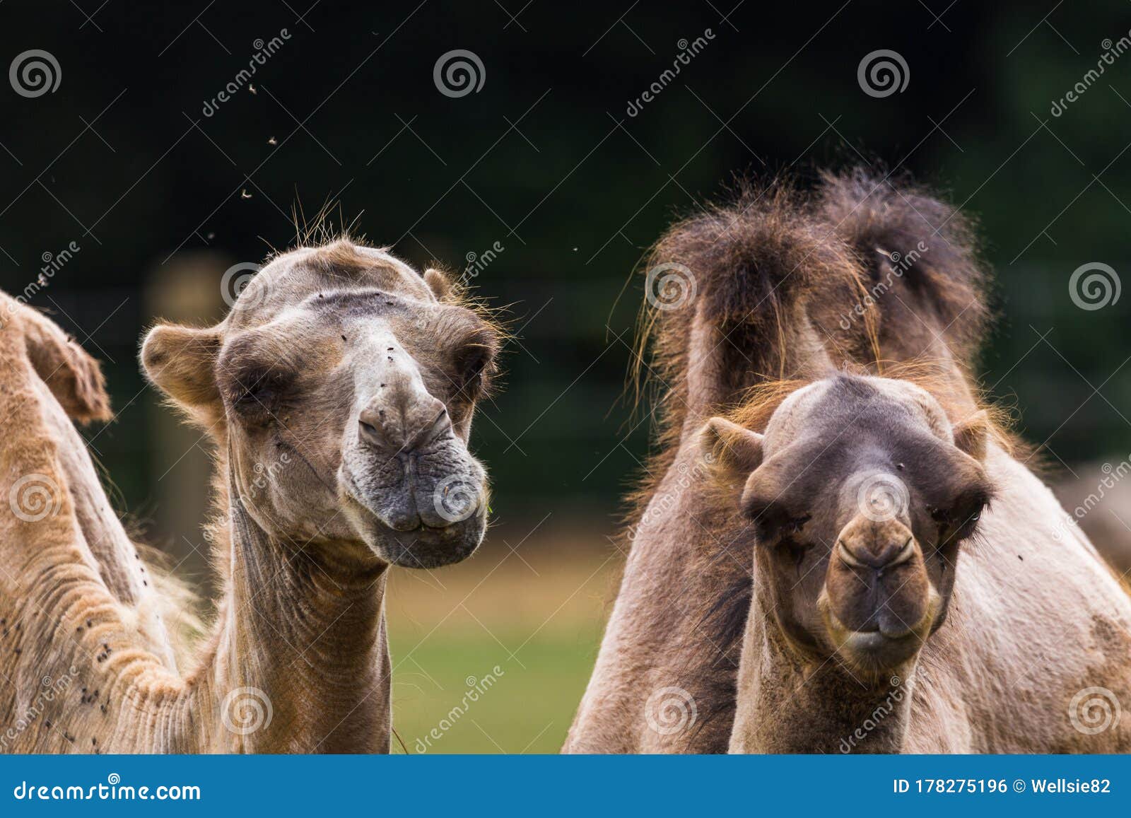 Bactrian camel pair stock photo. Image of format, camel - 178275196