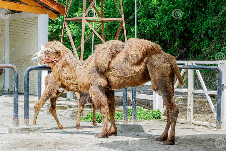 Bactrian Camel on Captivity Stock Photo - Image of plant, nature: 275771394