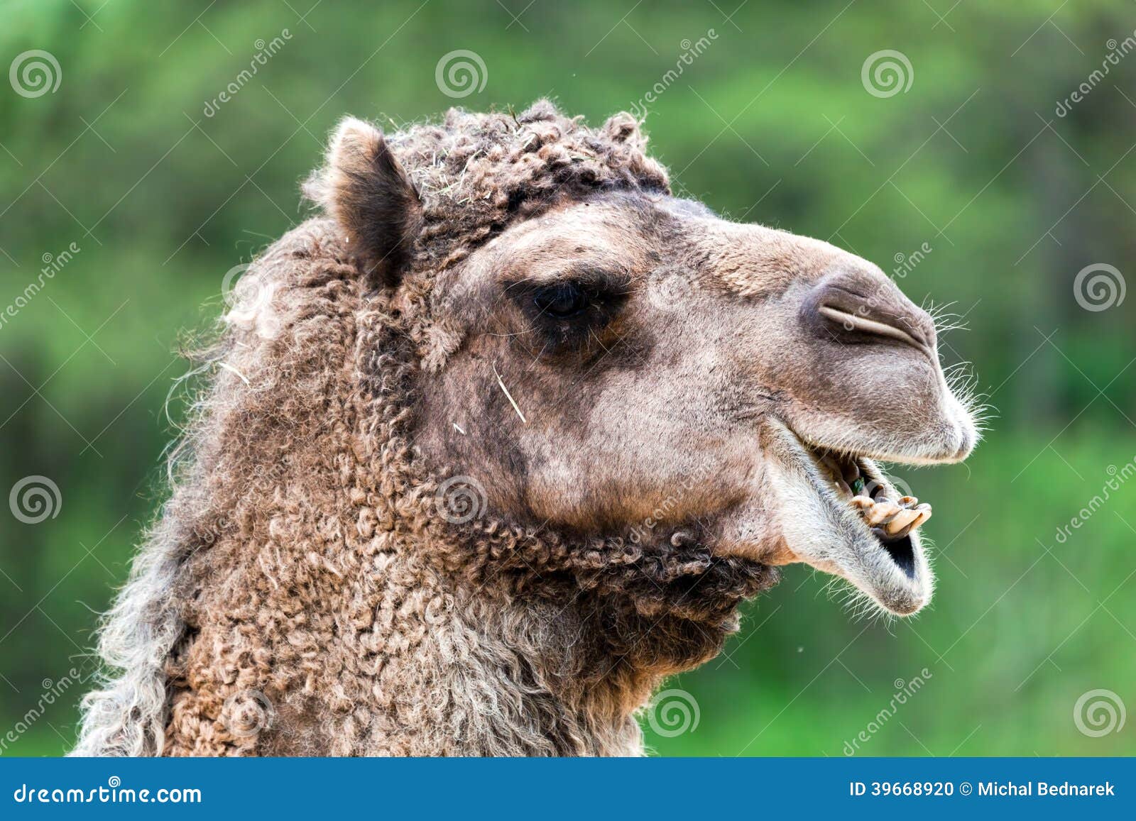 Bactrian Camel Portrait. Funny Expression Stock Photo - Image of shaggy ...