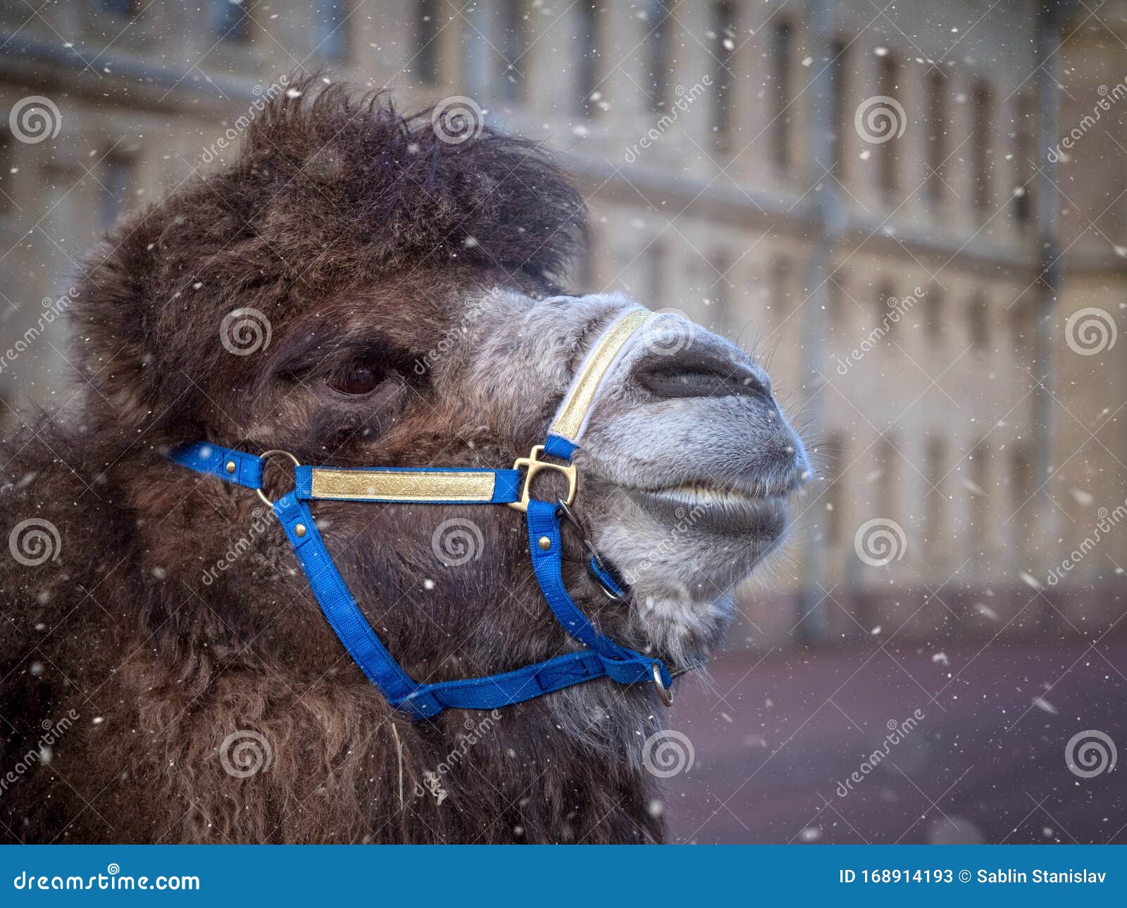 Bactrian Camel Portrait in Winter Stock Image - Image of mammal, animal ...