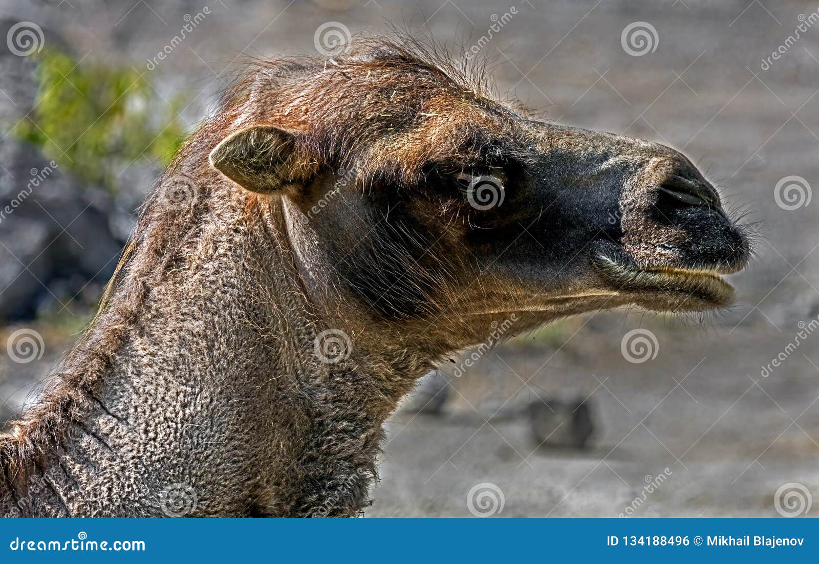 Bactrian camel`s head 2 stock photo. Image of spit, species - 134188496
