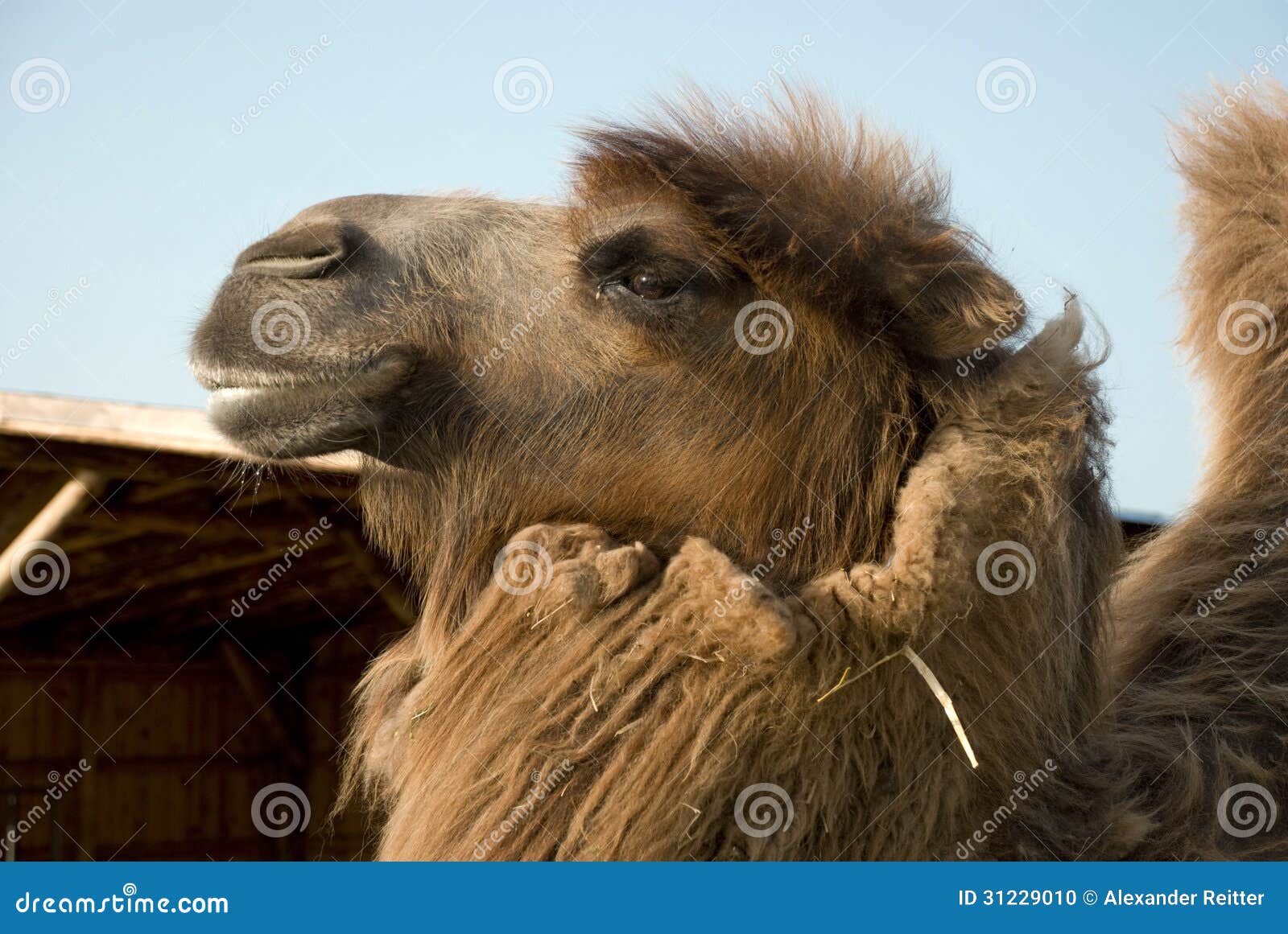 Bactrian camel s head stock photo. Image of profile, asia - 31229010