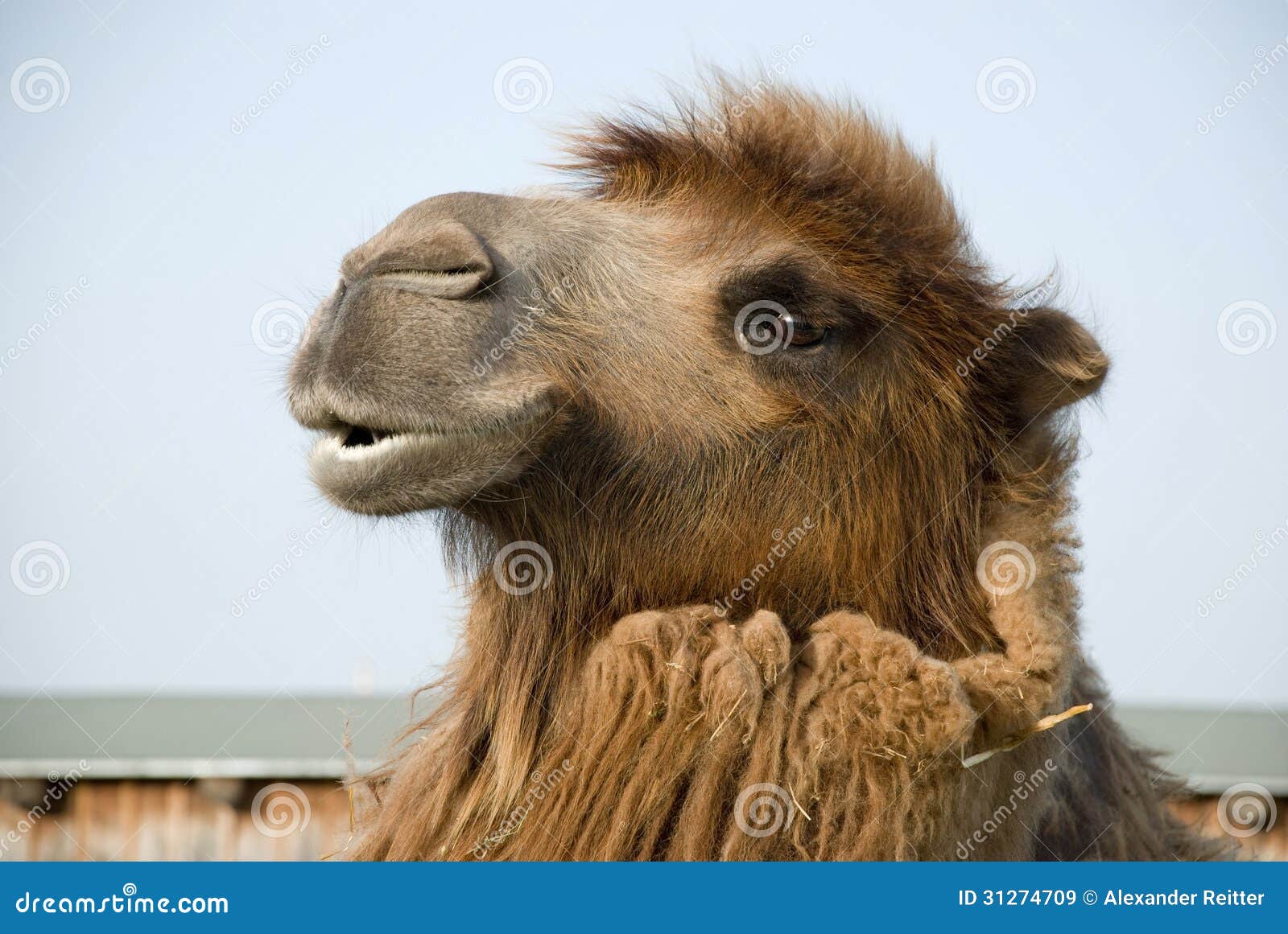 Bactrian camel s head stock image. Image of asia, view - 31274709