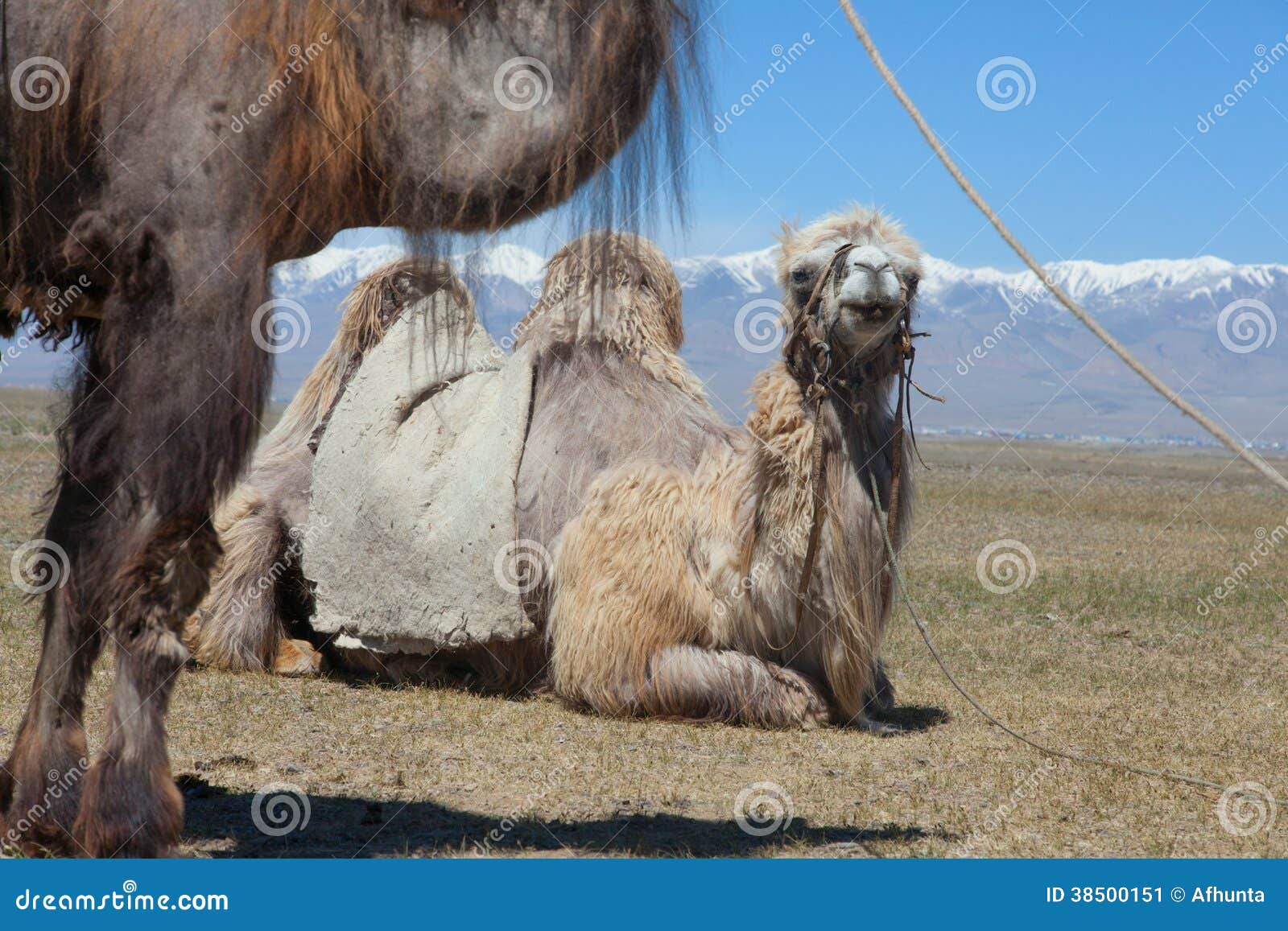 Bactrian Camel Saddled for Riding Stock Image - Image of outdoors ...