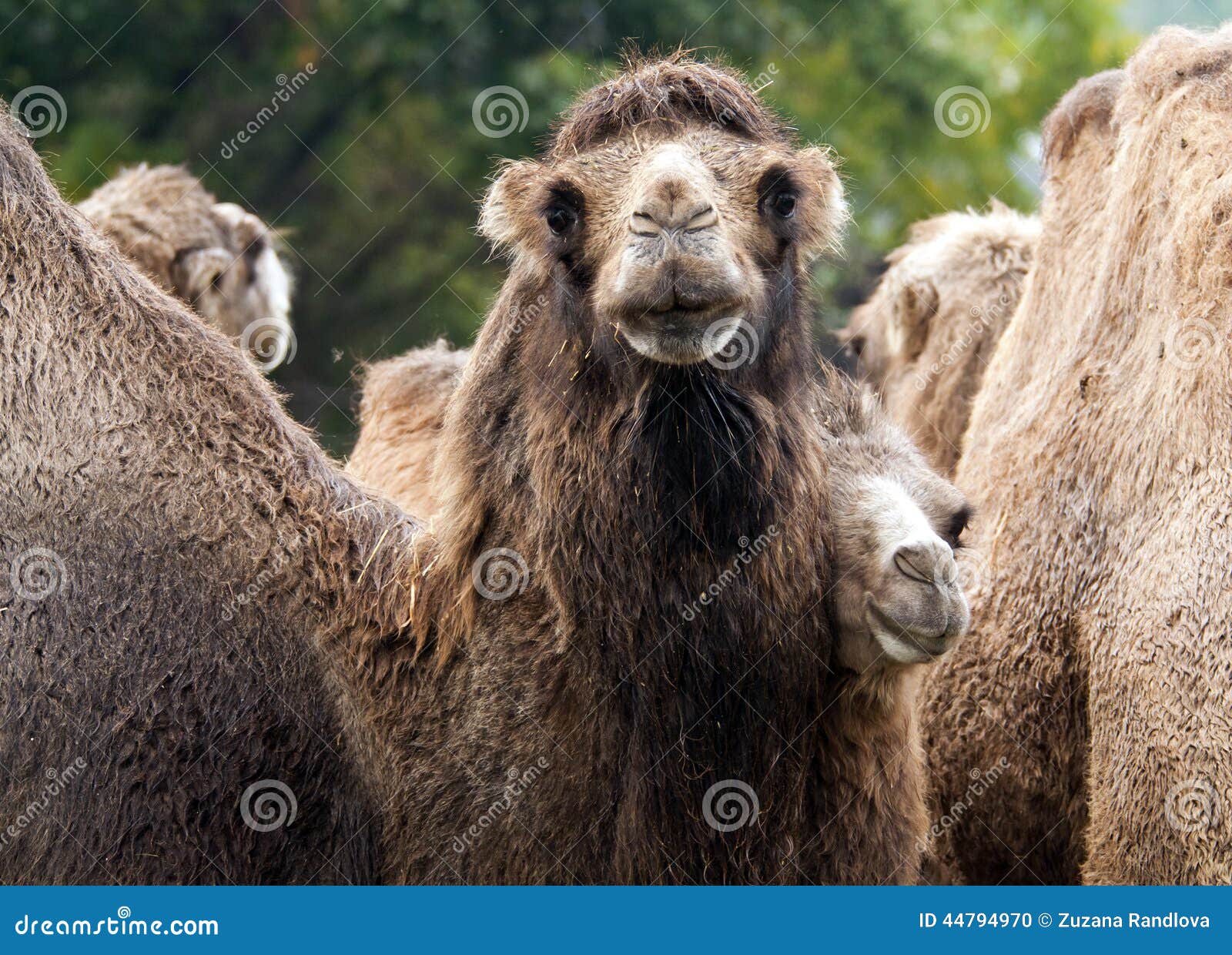 Bactrian camel stock photo. Image of nostril, hump, head - 44794970