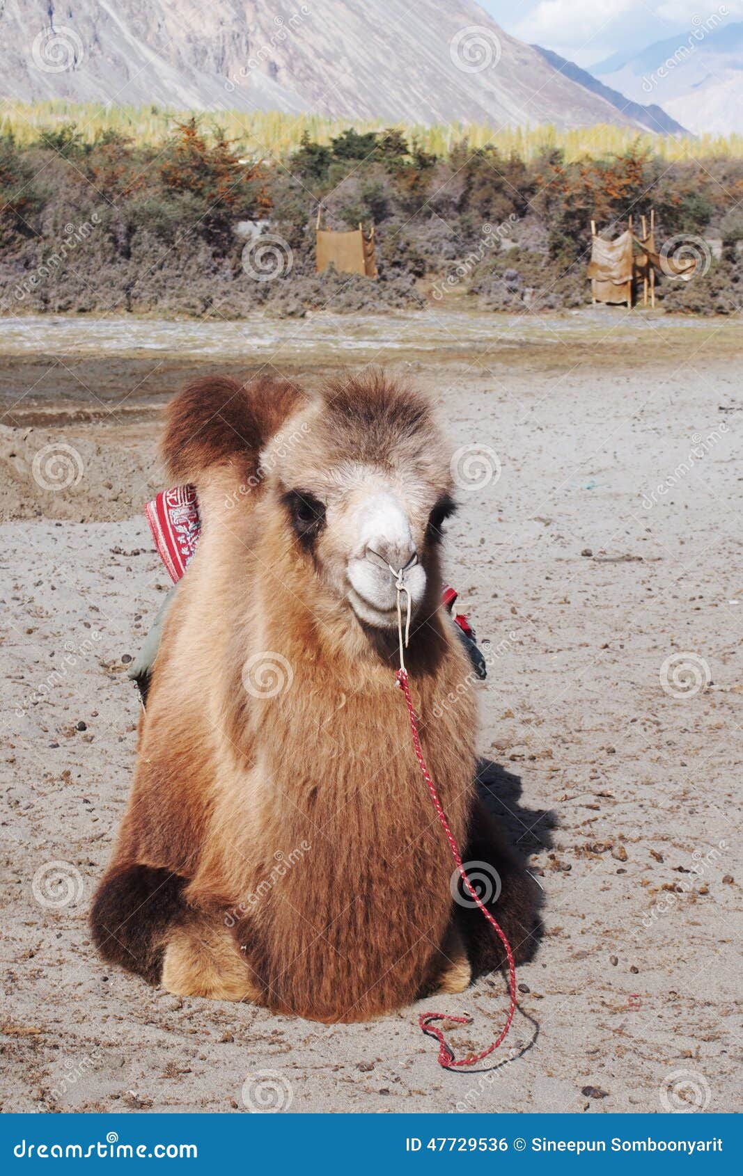 Camel Sitting Desert Stock Images - Download 565 Photos