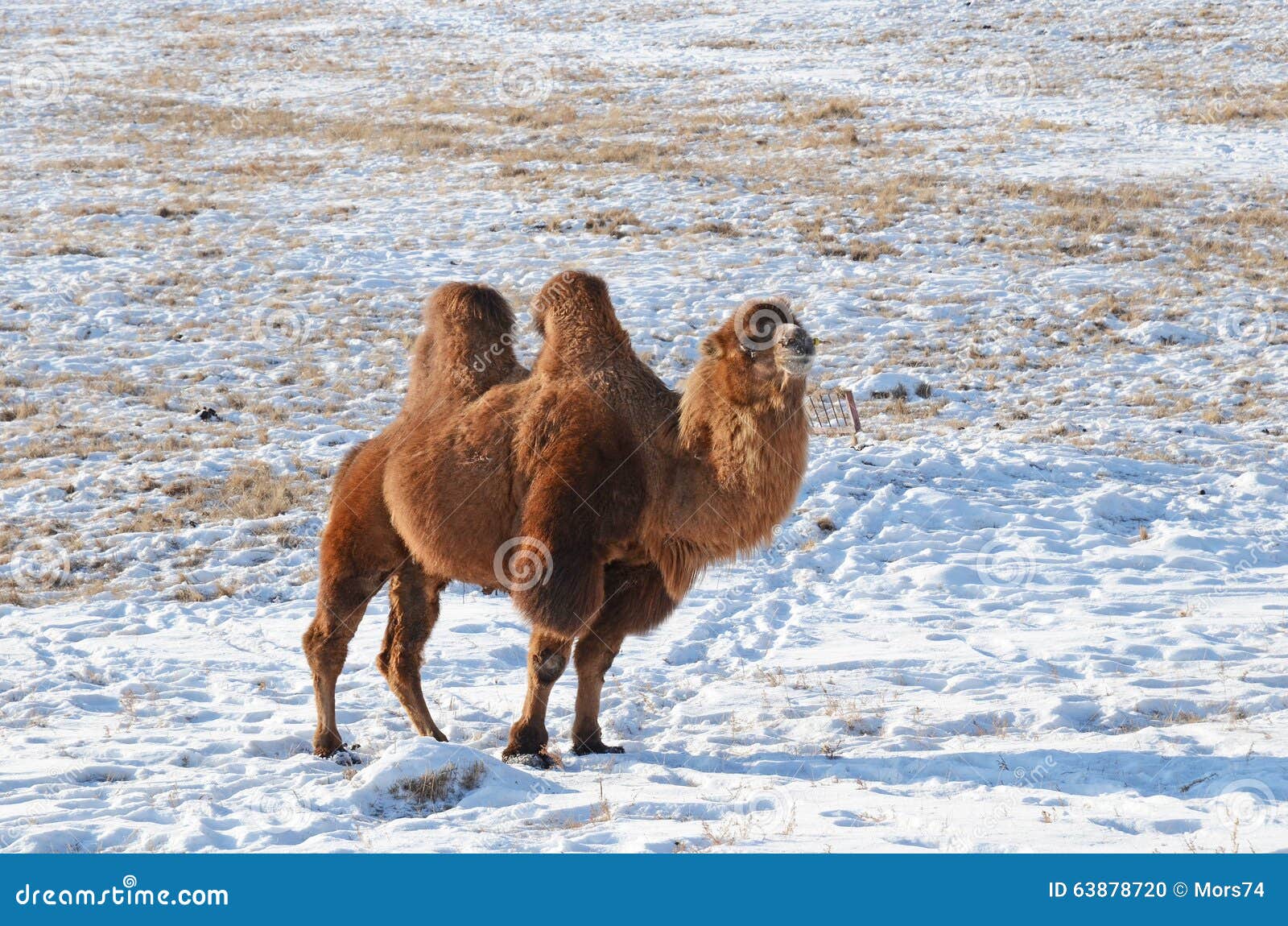 Bactrian Camel in Snowy Mongolian Steppe Stock Photo - Image of rocks ...