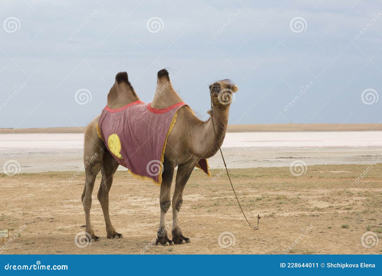 Bactrian Camel Stands on Sand Stock Image - Image of bactrianus, wild ...