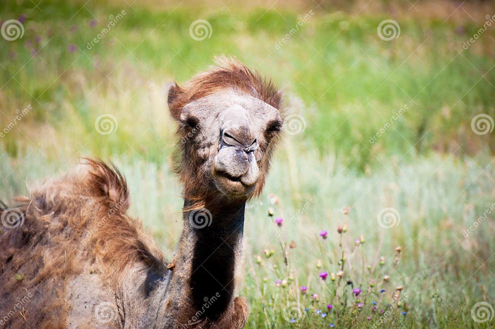 Bactrian camel, summer day stock image. Image of summer - 78641587