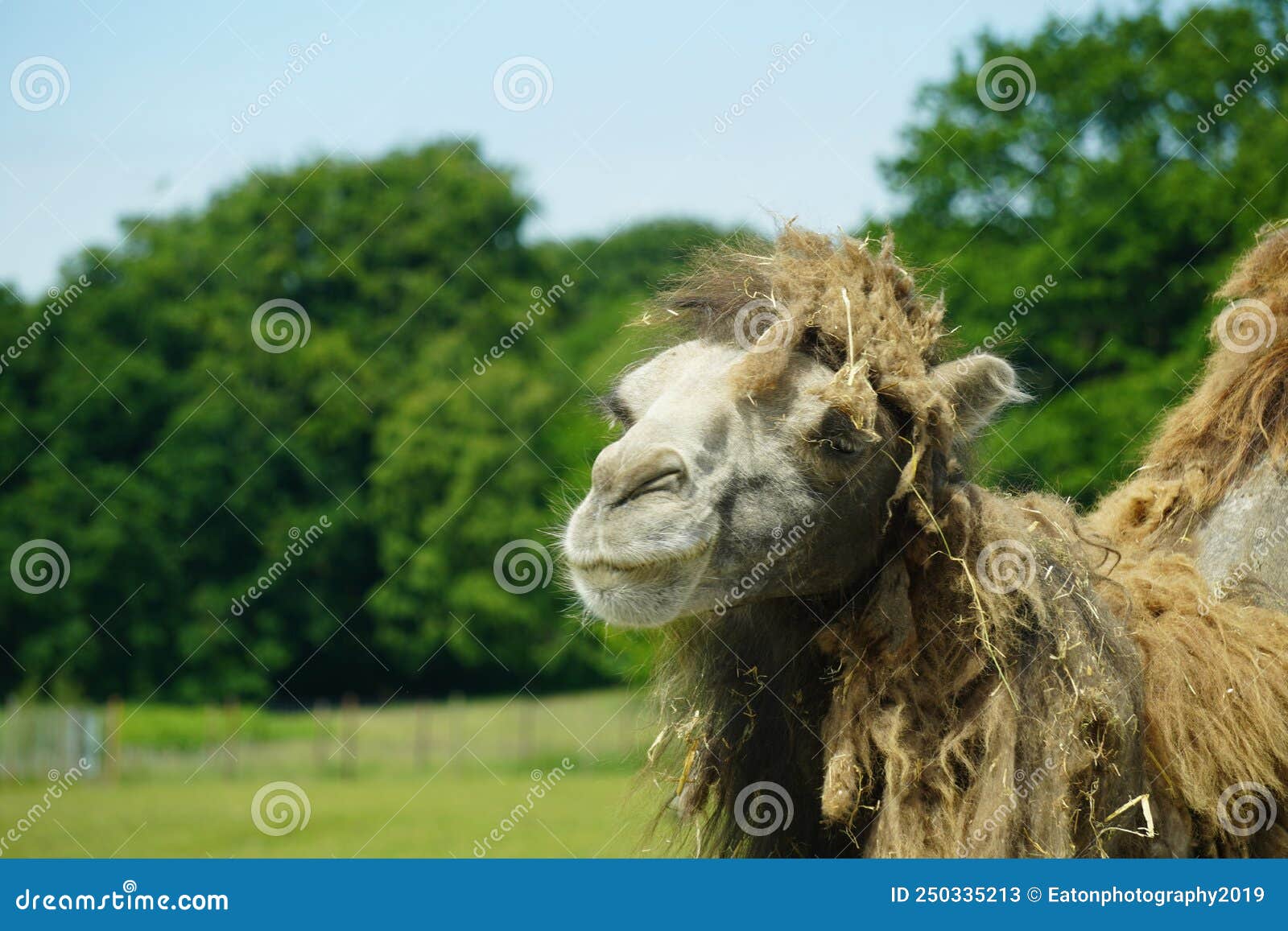 Bactrian camel in the sun stock image. Image of mammalia - 250335213
