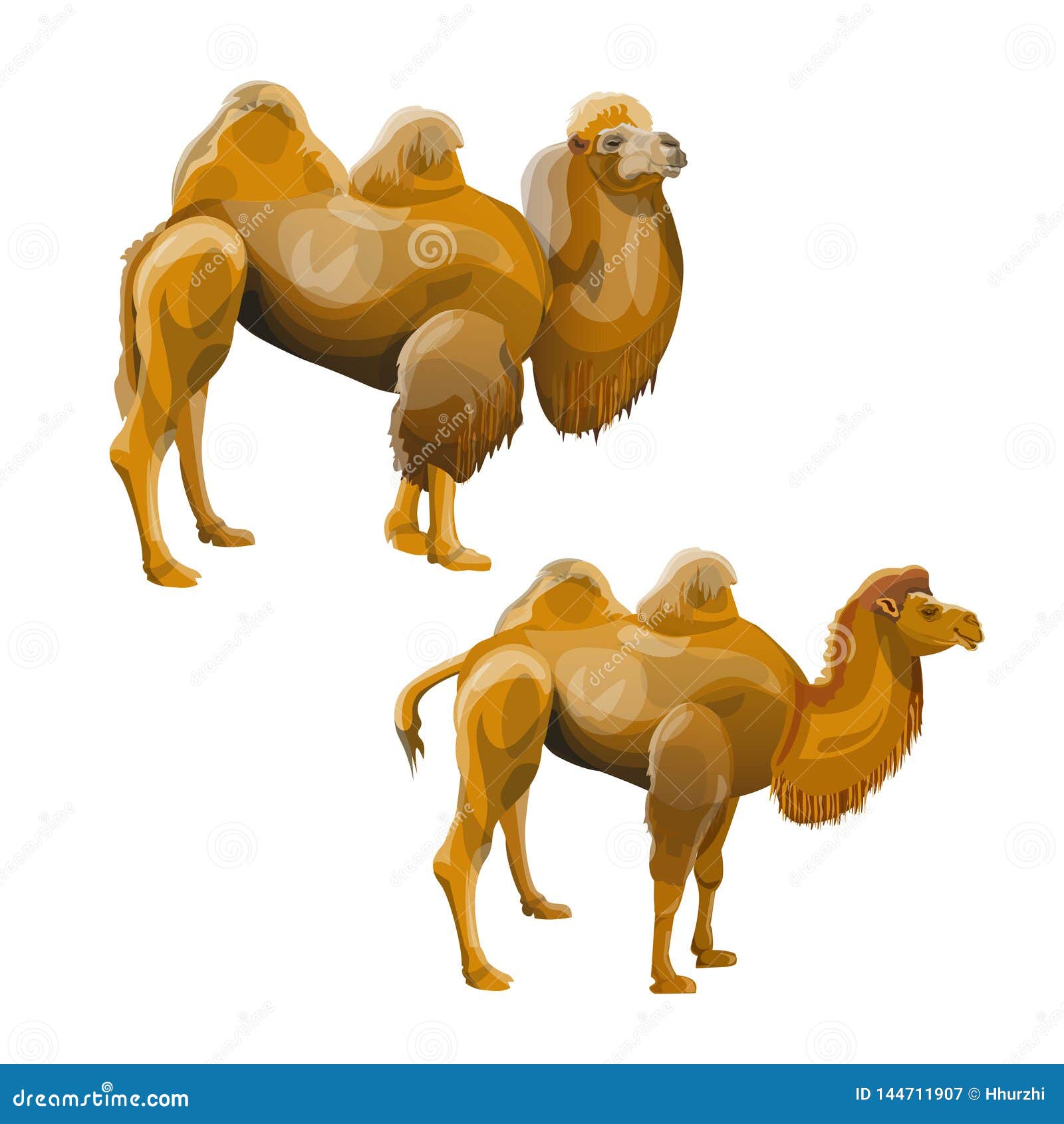Bactrian Camel With A Saddle. Raster Illustration In Flat Cartoon Style ...