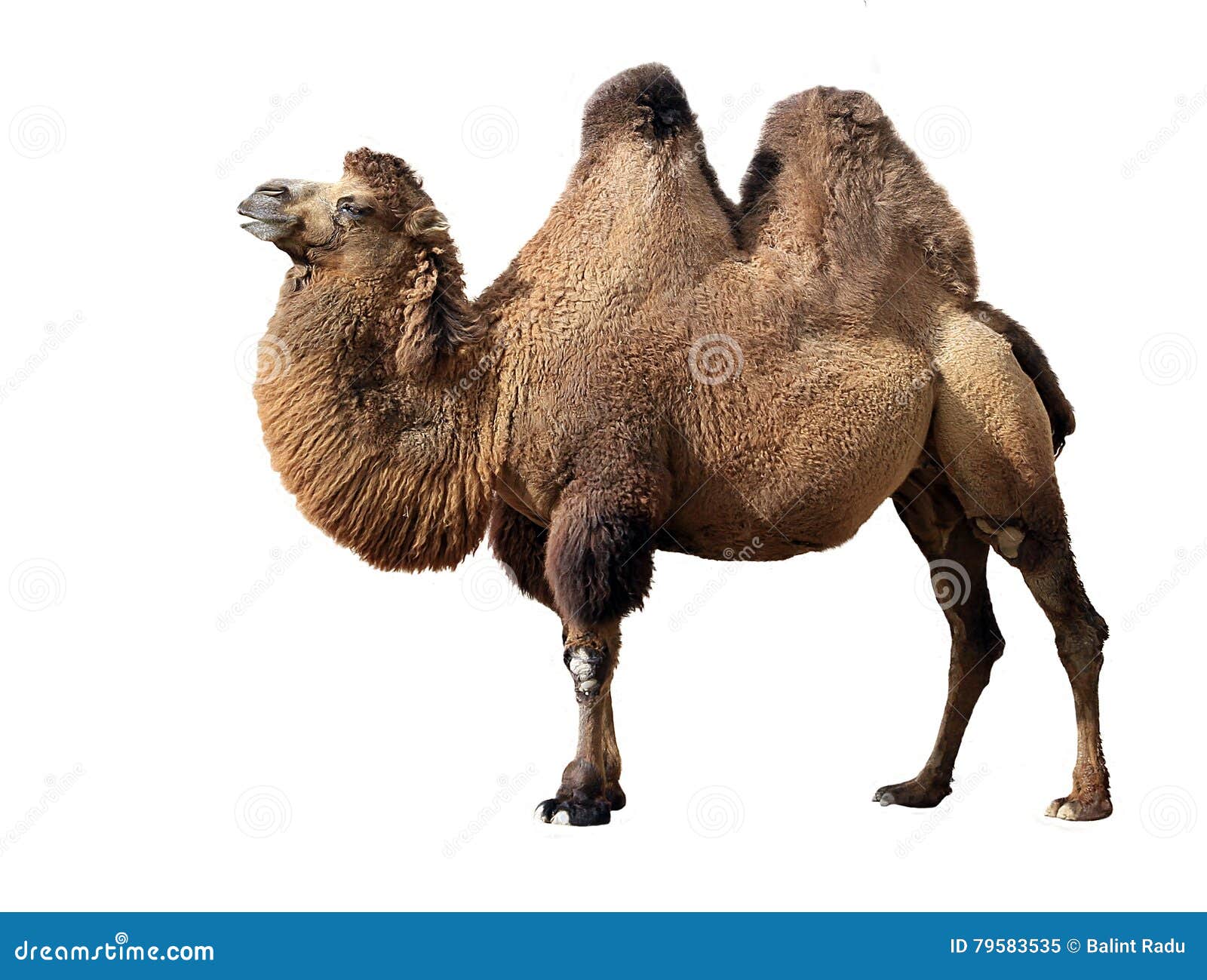 Bactrian camel stock image. Image of camel, background - 79583535