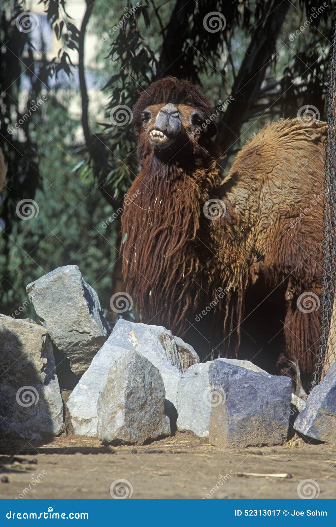 Bactrian Camel with Winter Coat, San Diego Zoo, CA Struthio Camelus ...