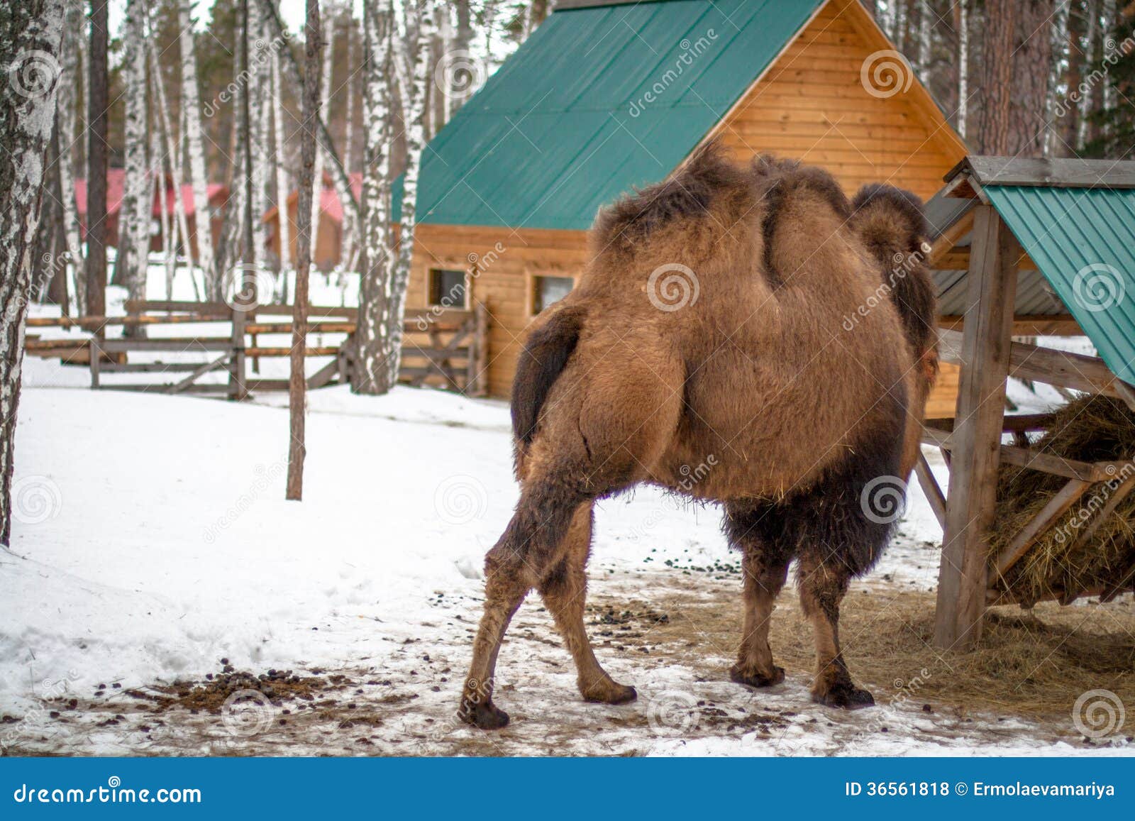 Bactrian Camel in the Winter Stock Photo - Image of kazakhstan, beast ...