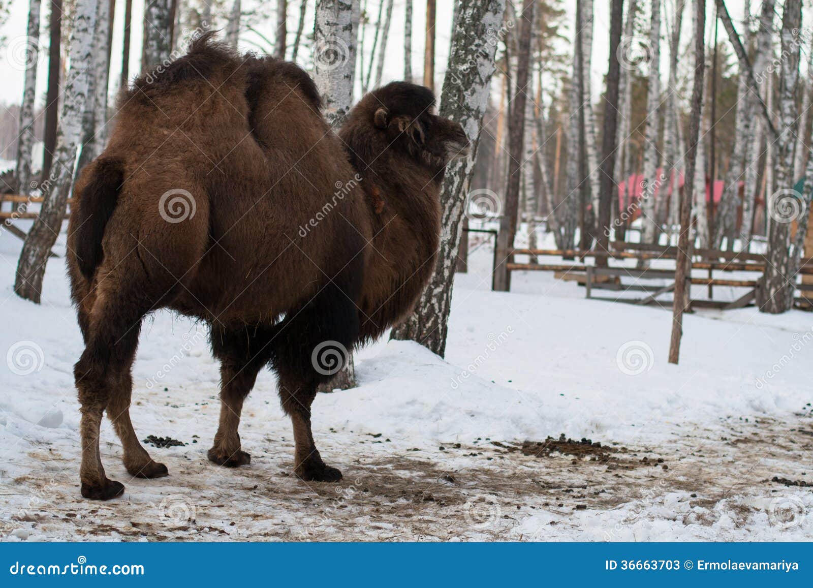 Bactrian Camel in the Winter Stock Image - Image of beautiful, hump ...