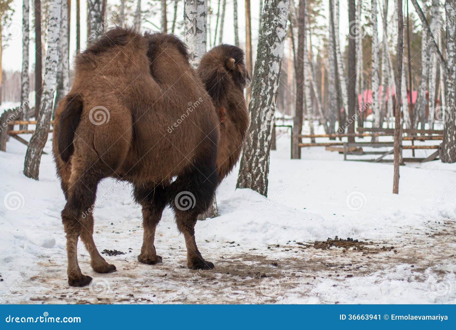 Bactrian Camel in the Winter Stock Image - Image of flakes, cold: 36663941