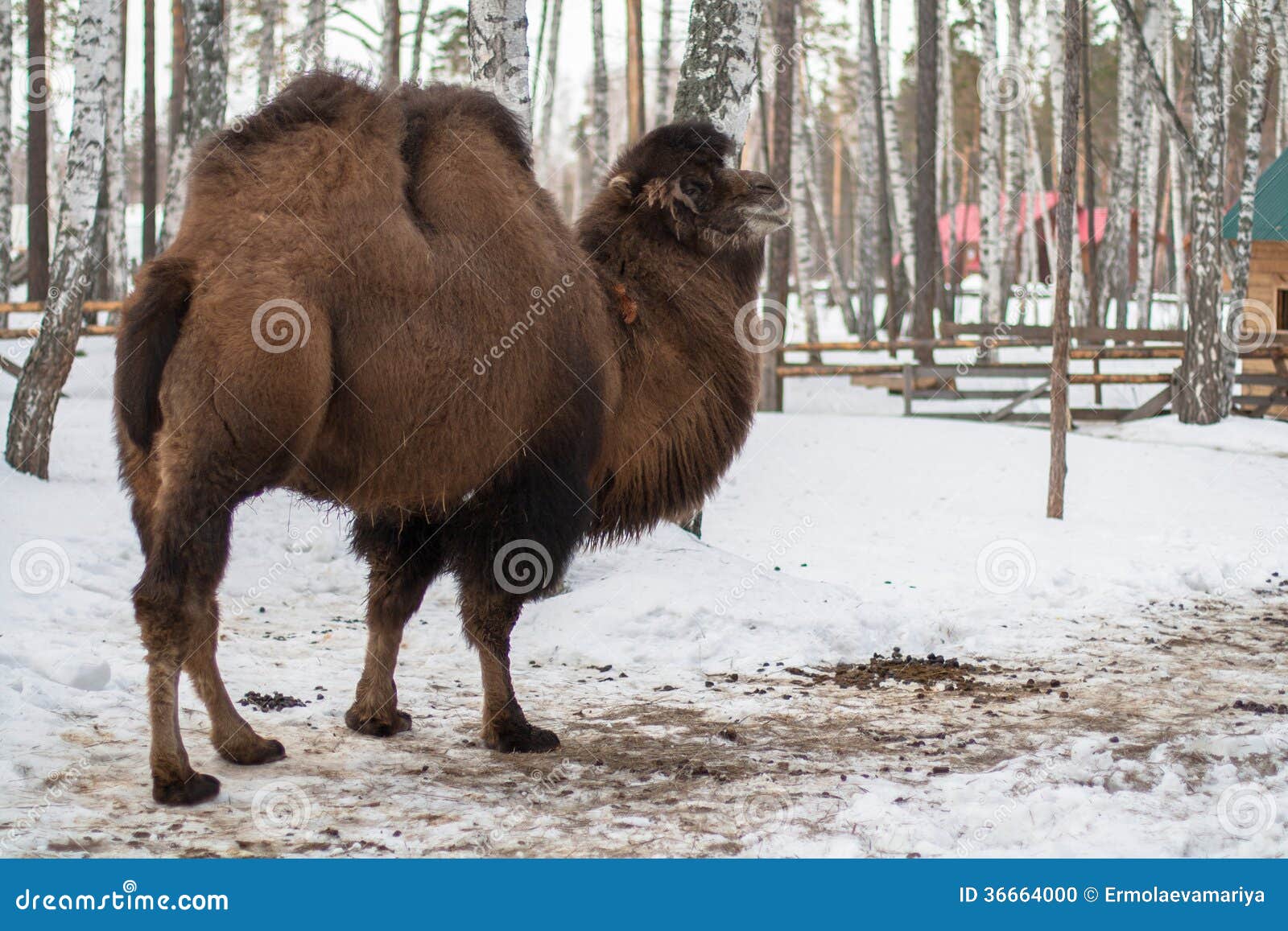 Bactrian Camel in the Winter Stock Photo - Image of color, high: 36664000