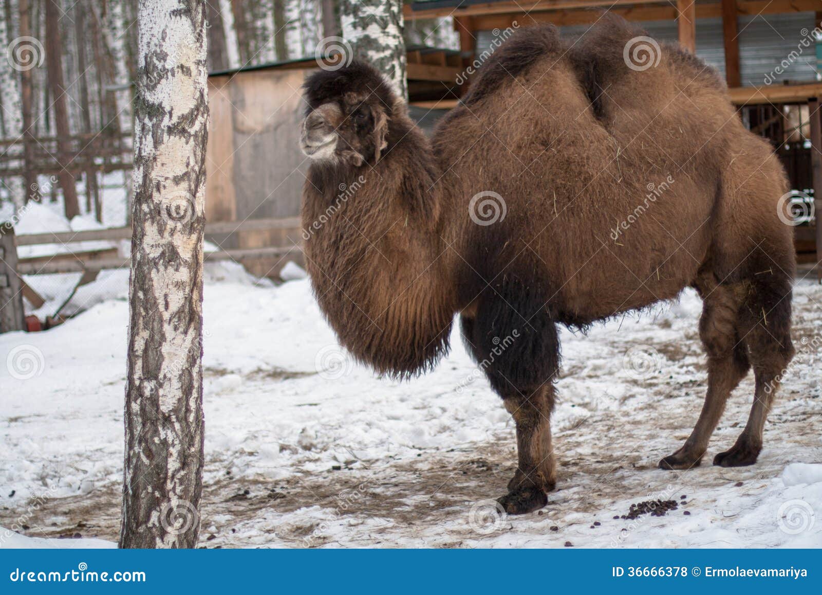 Bactrian Camel in the Winter Stock Photo - Image of bactrian, house ...