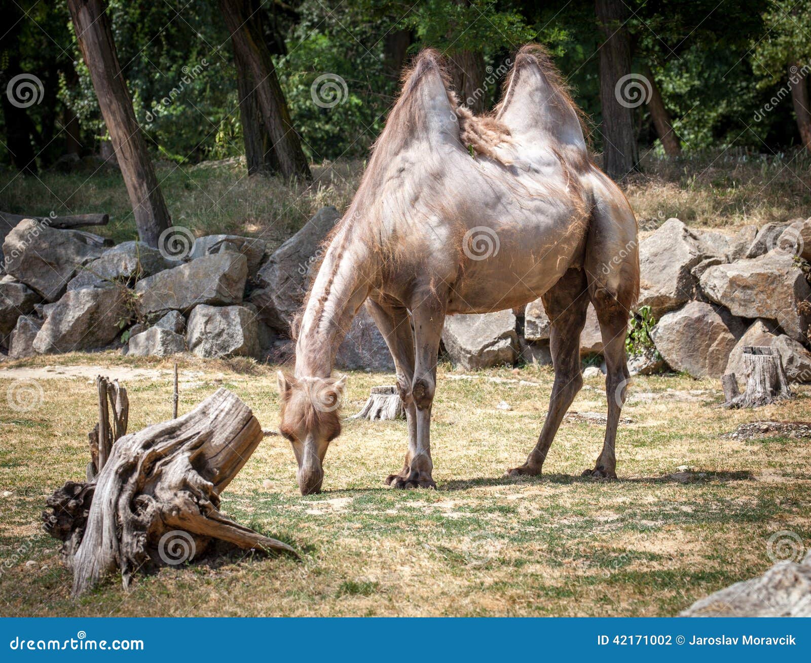 Bactrian Camel in ZOO Bratislava Stock Photo - Image of tree, bactrian ...