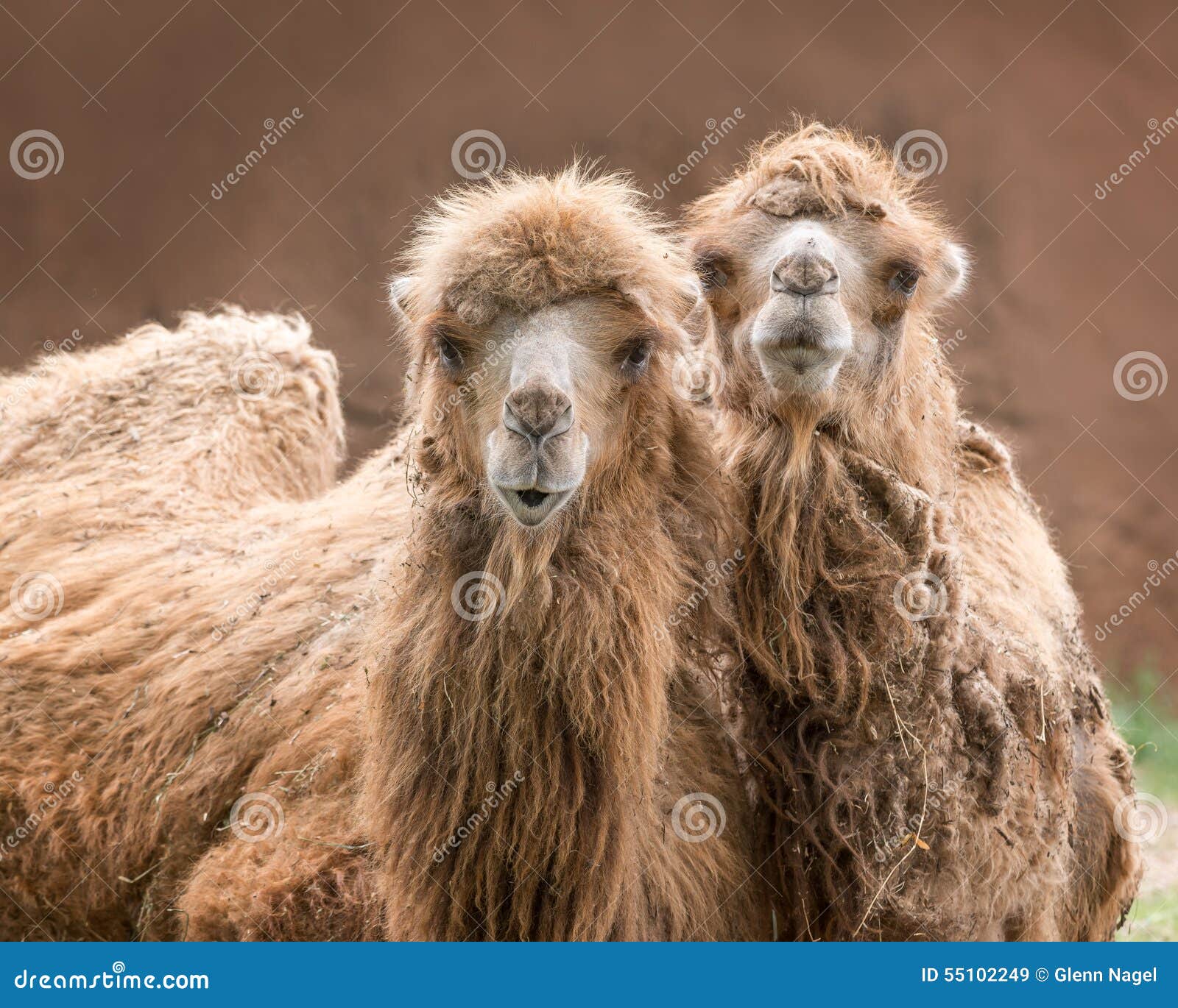 Bactrian Camels stock image. Image of front, outdoors - 55102249