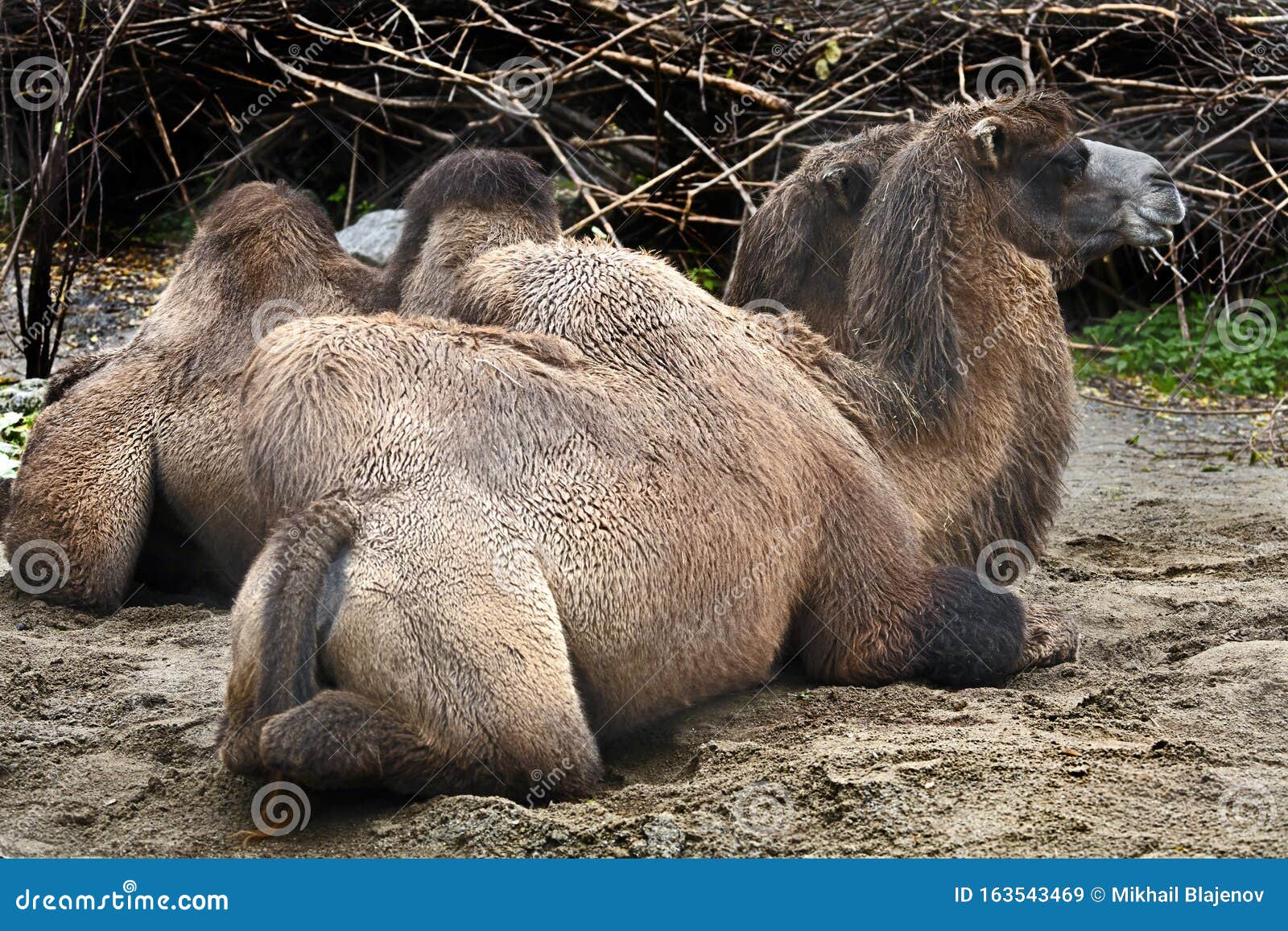 Bactrian Camels on the Sand 1 Stock Image - Image of strange, spit ...