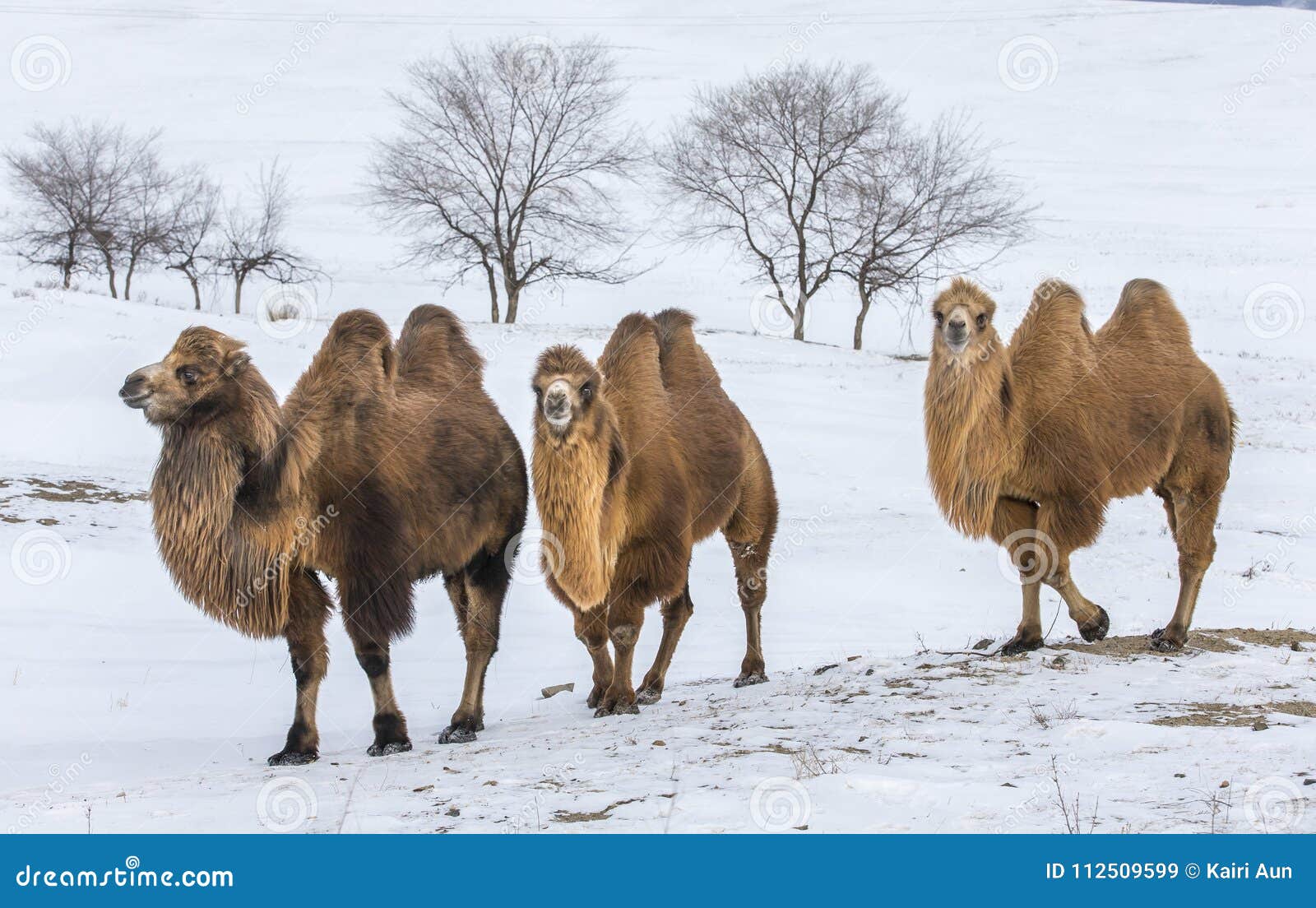 Bactrian Camel, Camelus Bactrianus, Young Laying On Grass Royalty-Free ... Bactrian Camel, Camelus Bactrianus, Young Laying On Grass Royalty-Free ...