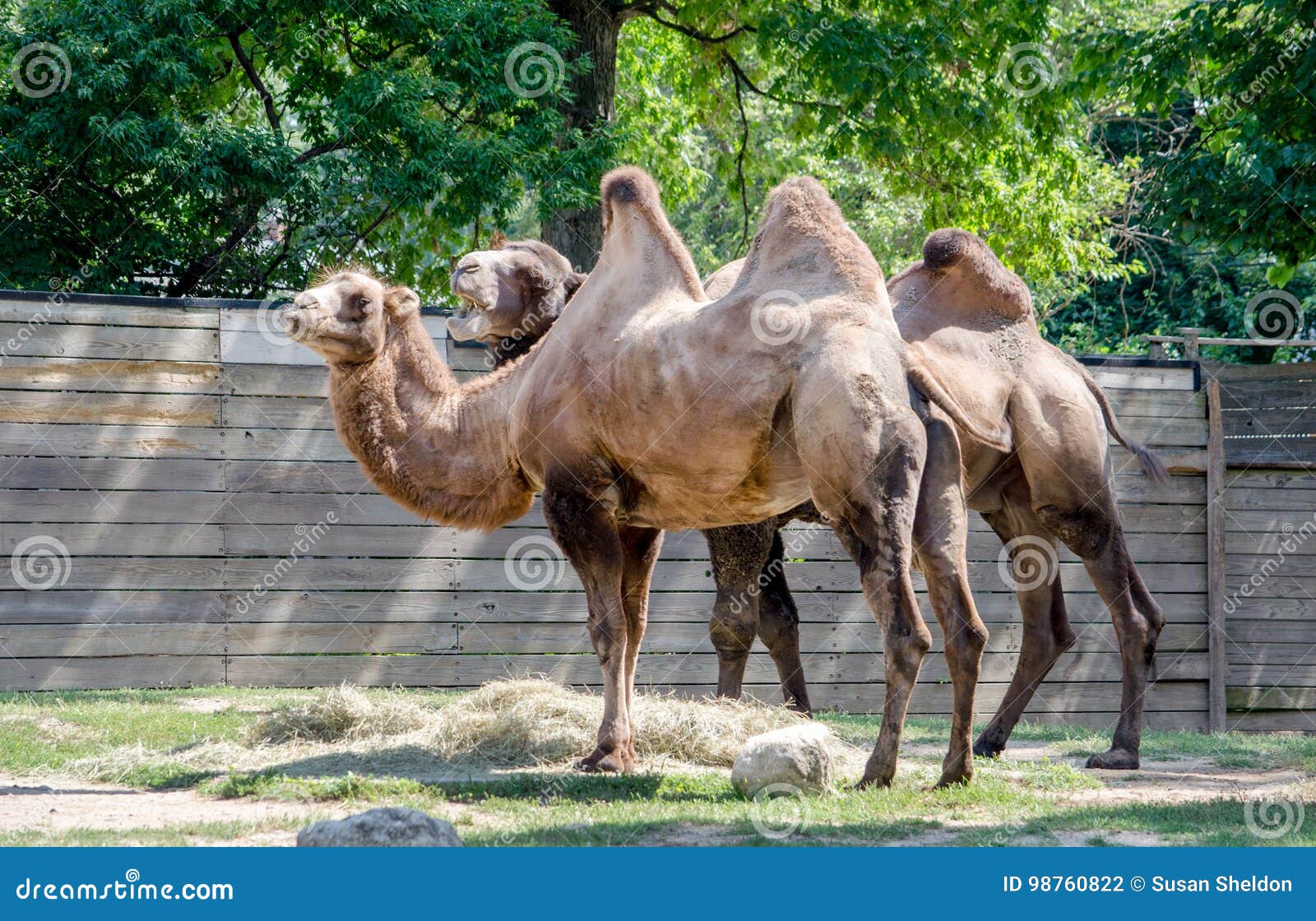 Bactrian Camels On A Zoo Stock Image | CartoonDealer.com #55749697