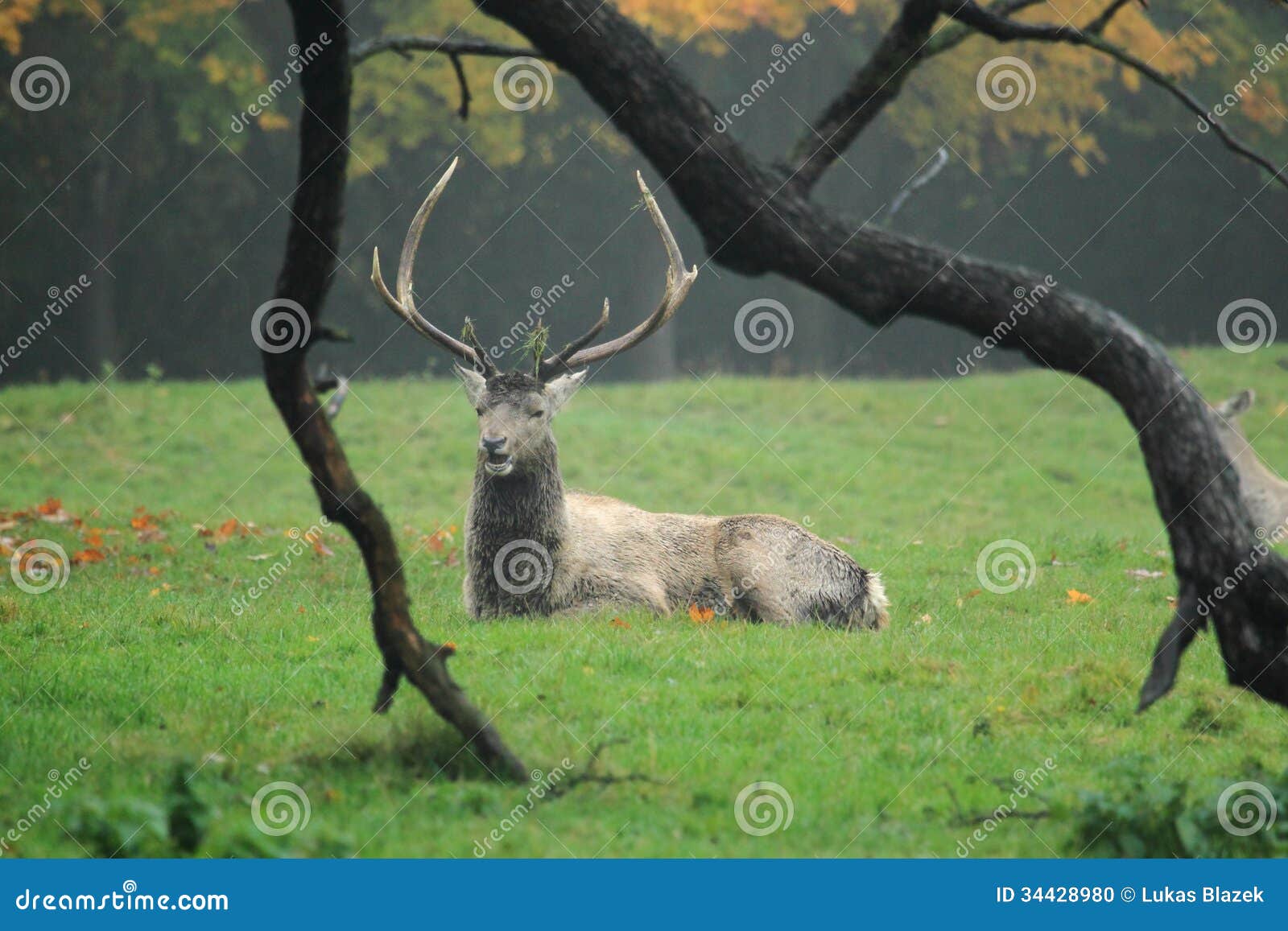 Bactrian deer stock photo. Image of adult, animal, male - 34428980