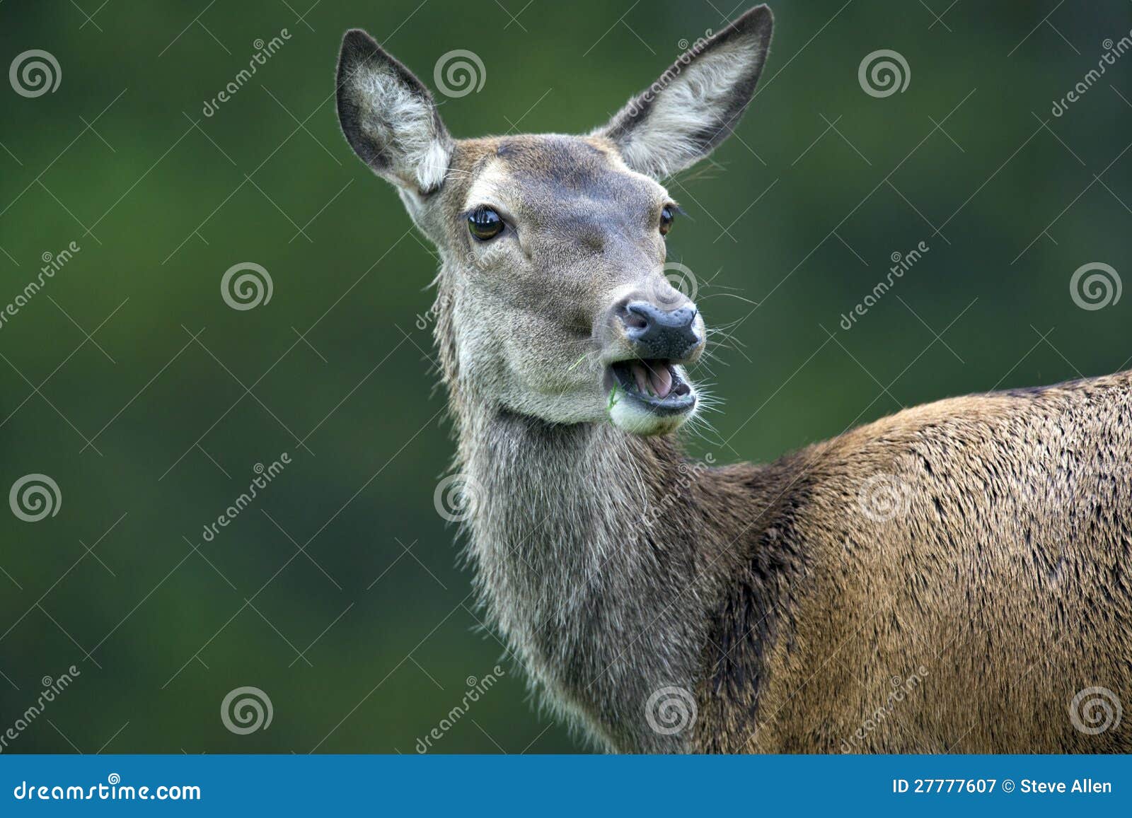 Bactrian Deer (Cervus Elaphus Bactrianus) Stock Image - Image of ...