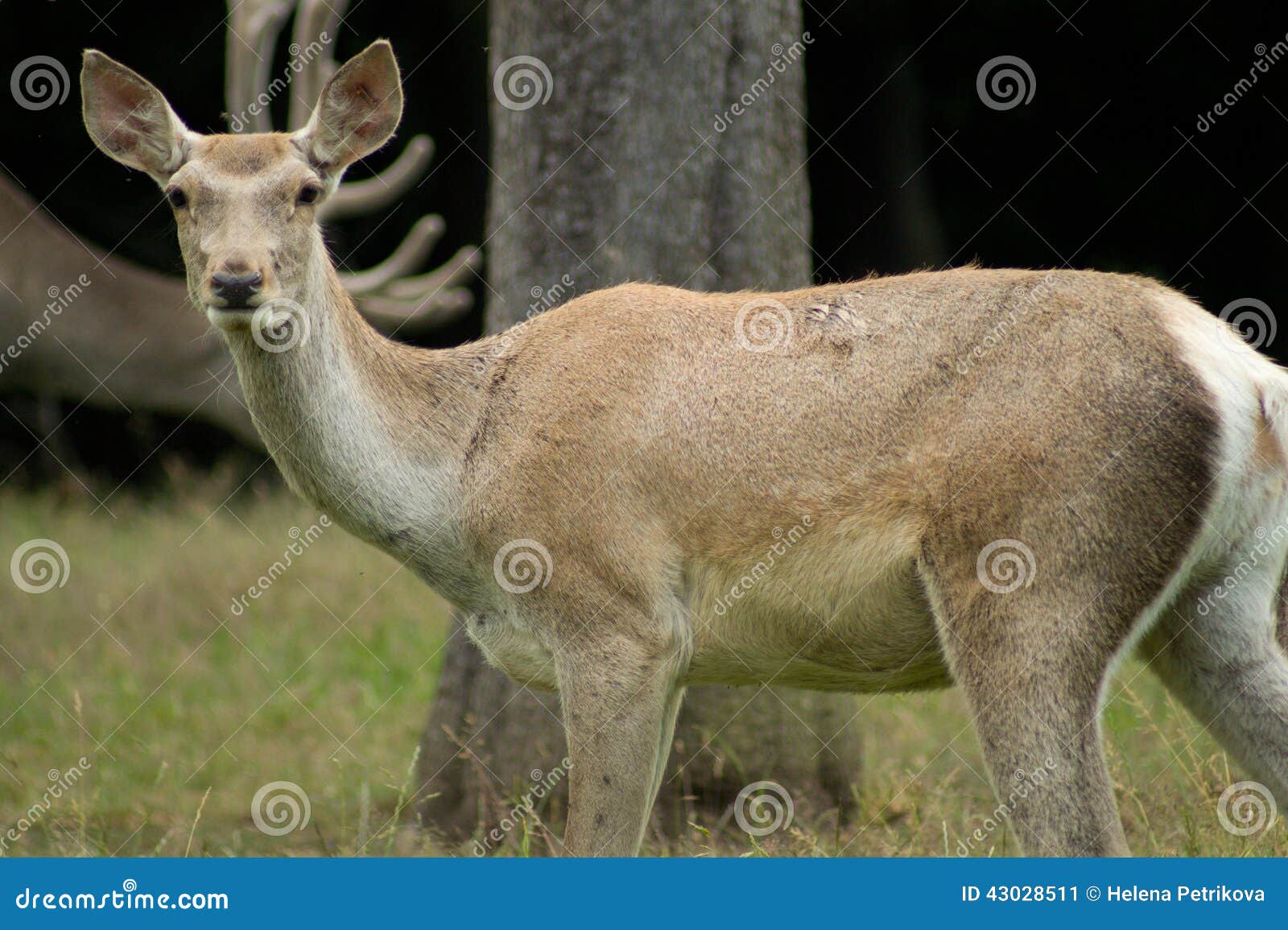 Bactrian deer stock image. Image of bactrian, wildlife - 43028511
