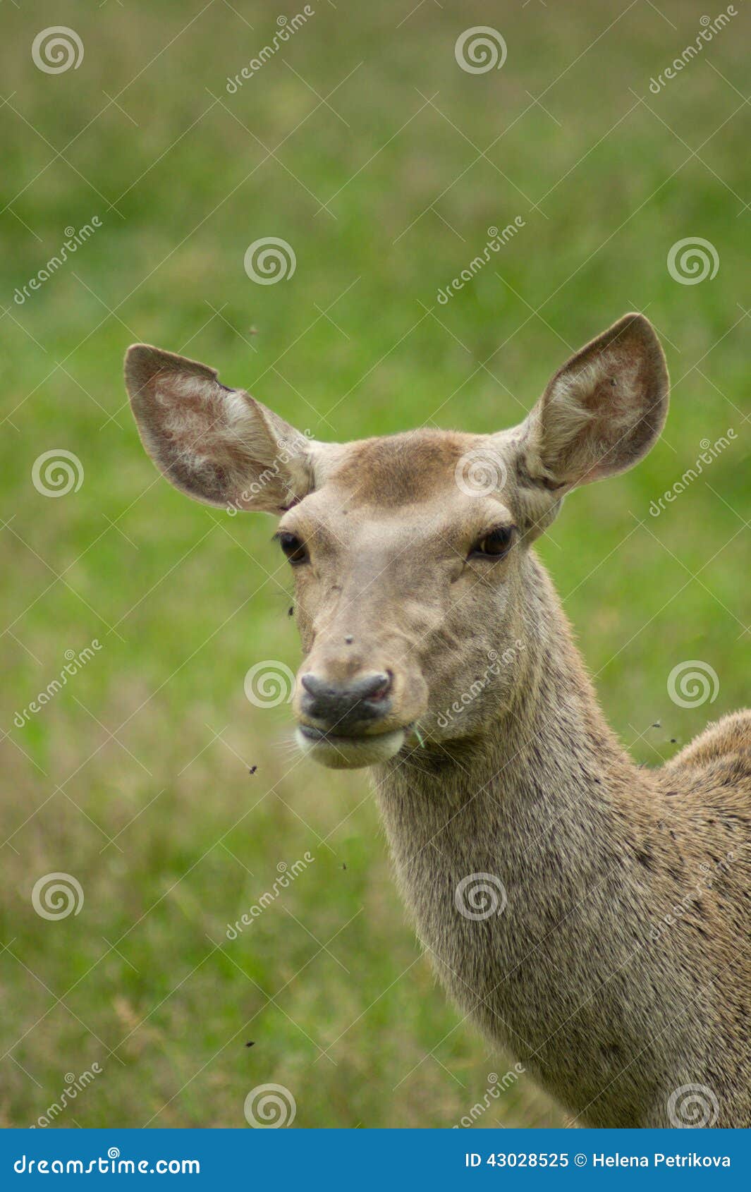 Bactrian deer stock image. Image of horn, meadow, kudu - 43028525