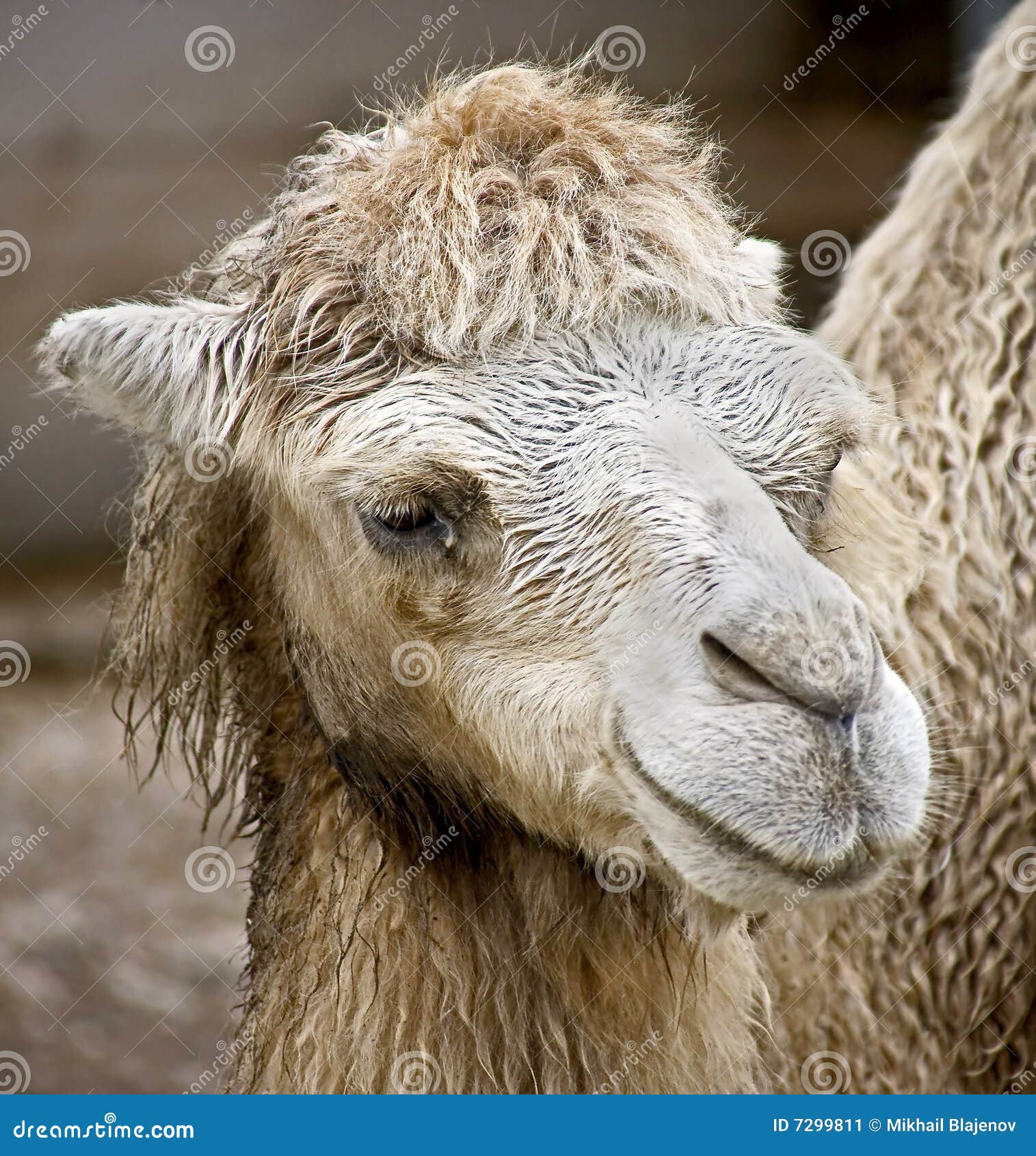 Bactrian Kamel 10 stockbild. Bild von spucken, sorte, fauna - 7299811