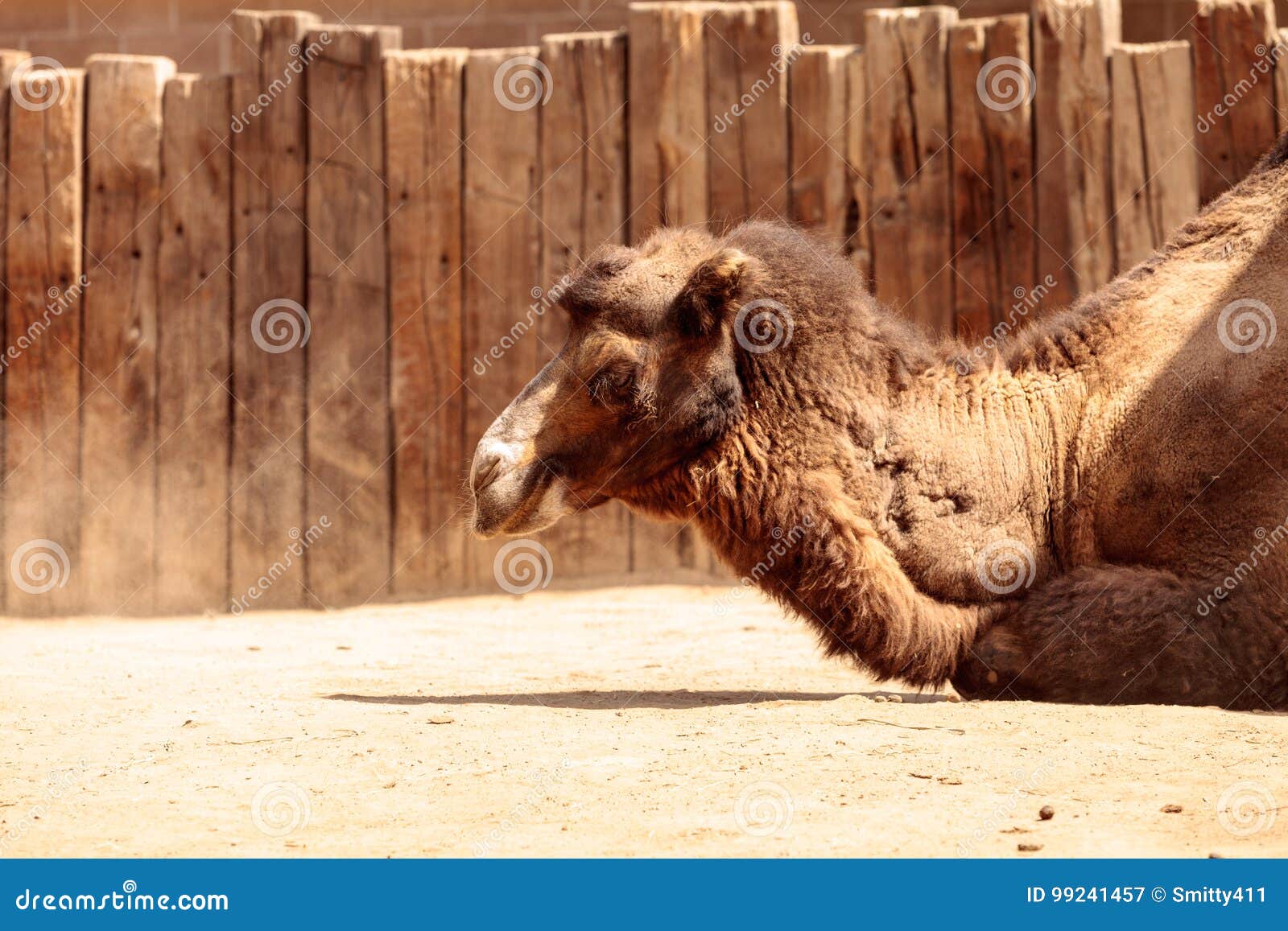 Bactrian Kamel Camelus Bactrianus Stockbild - Bild von gesicht, sand ...