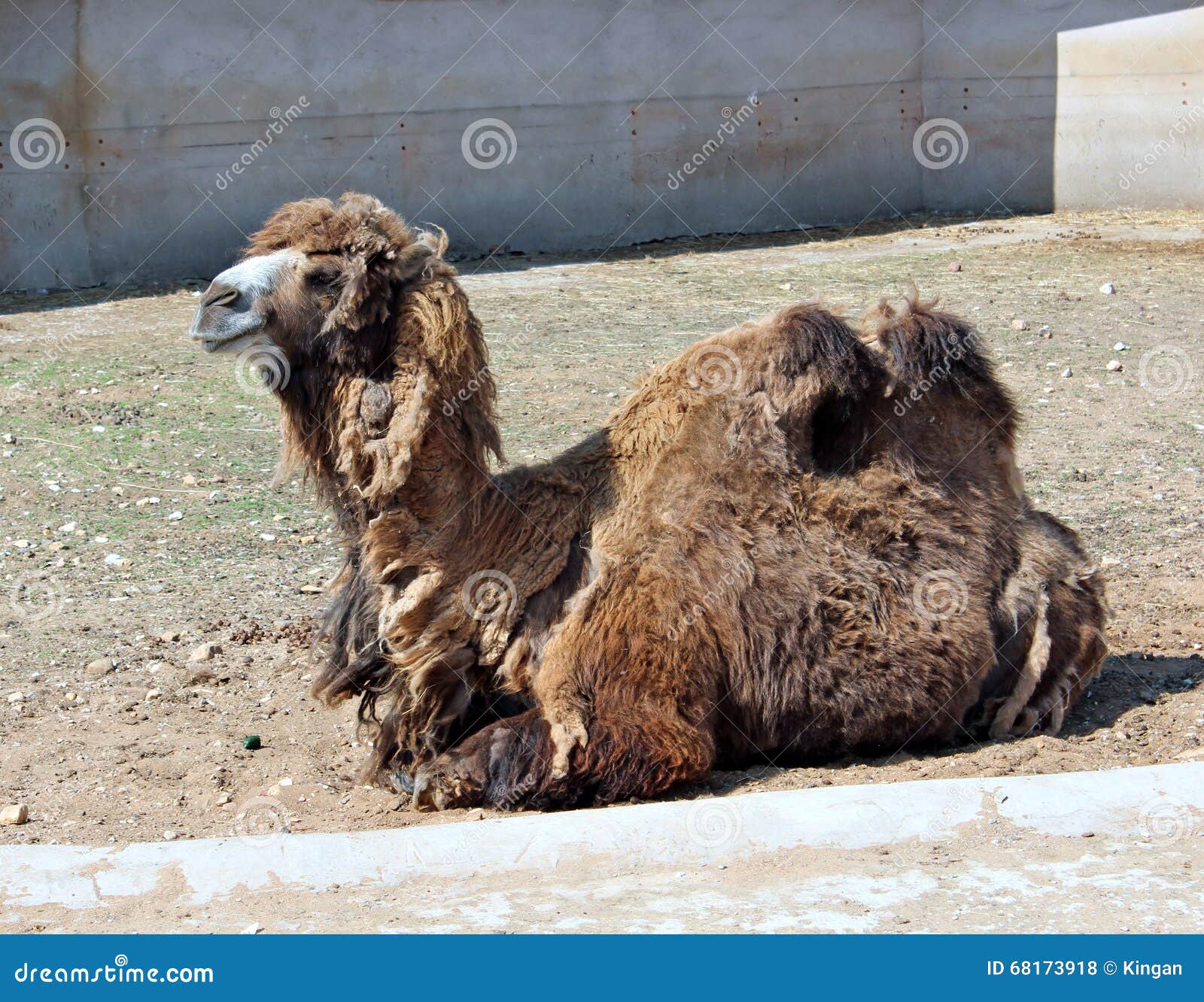 Bactrian Or Two-hump Camel In Nubra Valley Royalty-Free Stock Image ...