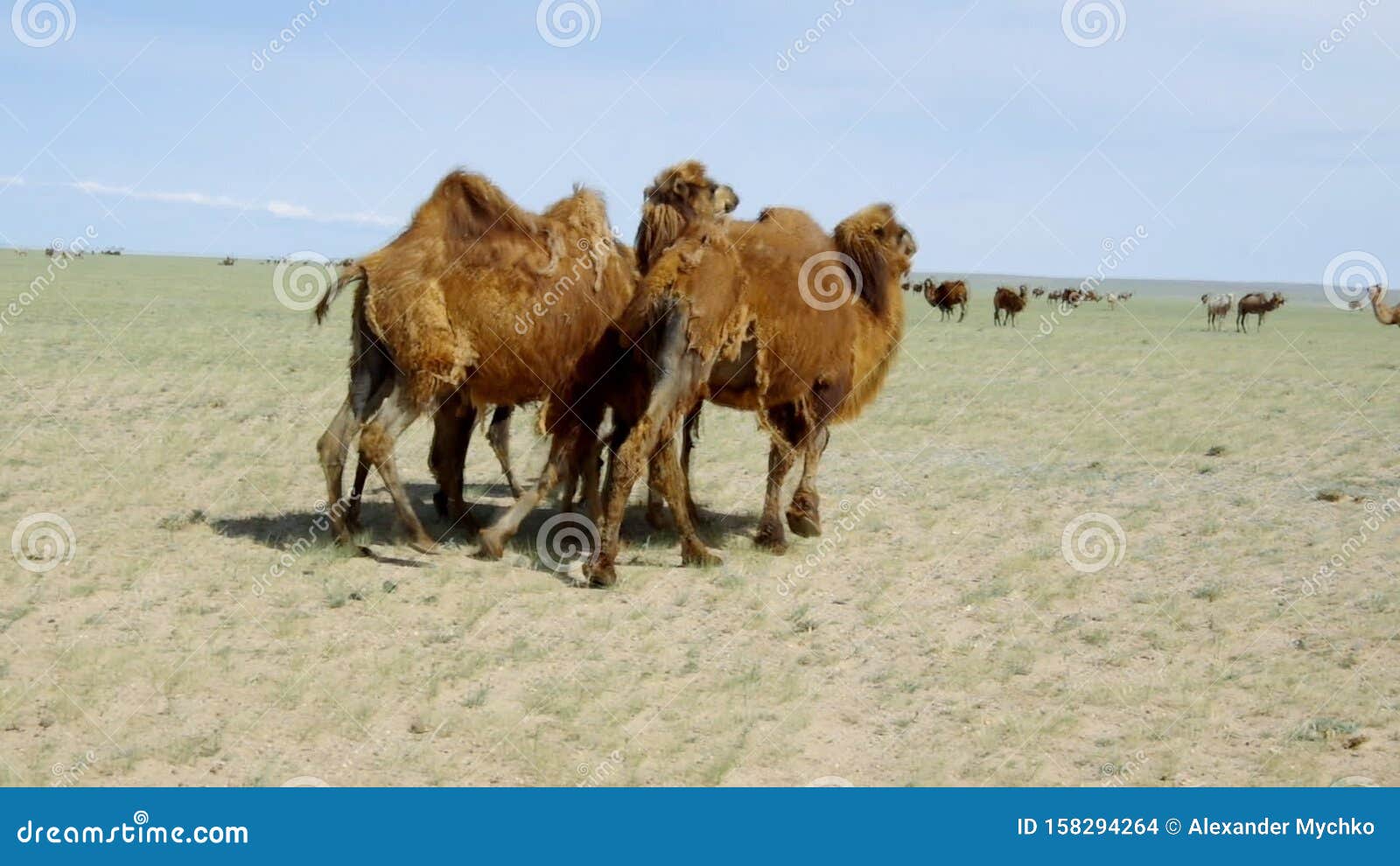 Bactrian or Two-humped Camel Gobi Desert Stock Footage - Video of ...
