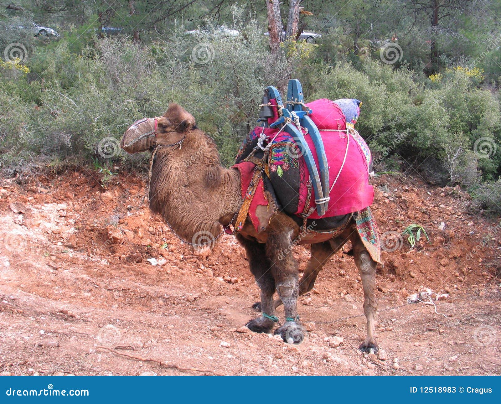 Bactrian Wrestling Camel, Turkey Stock Image - Image of bactrian ...