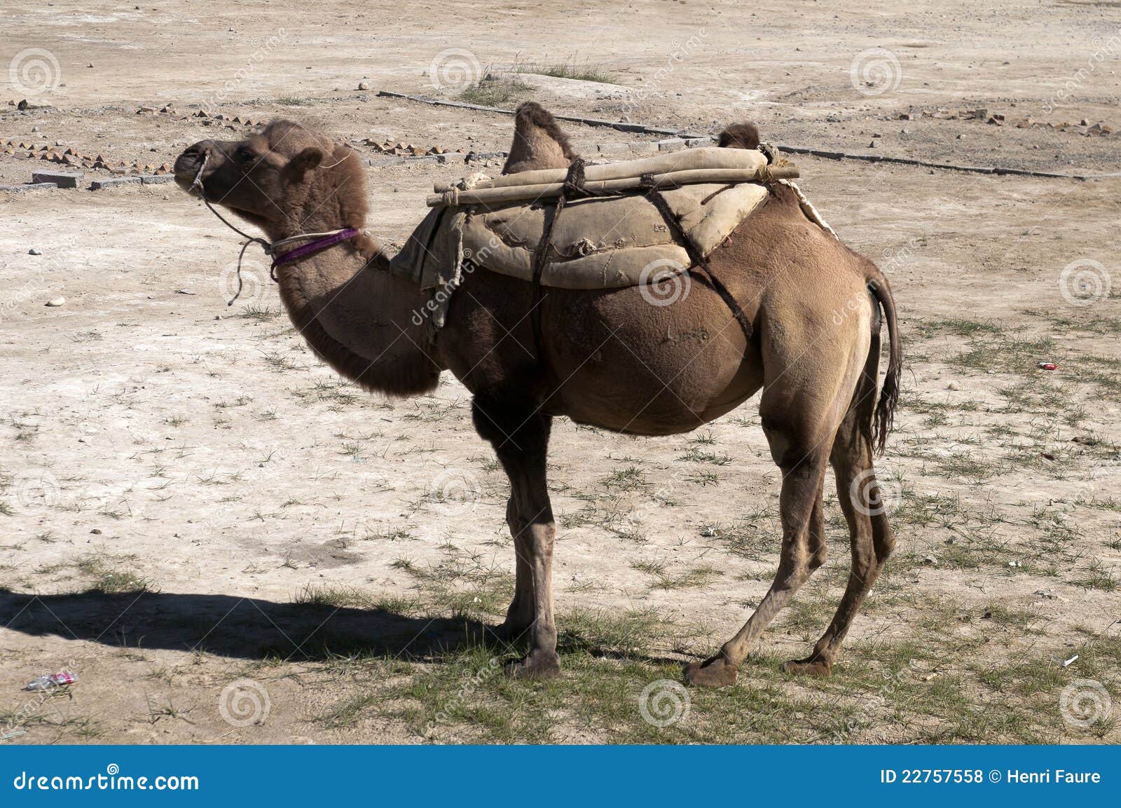Bactriane Camel in the Kungur Range Stock Photo - Image of animal ...